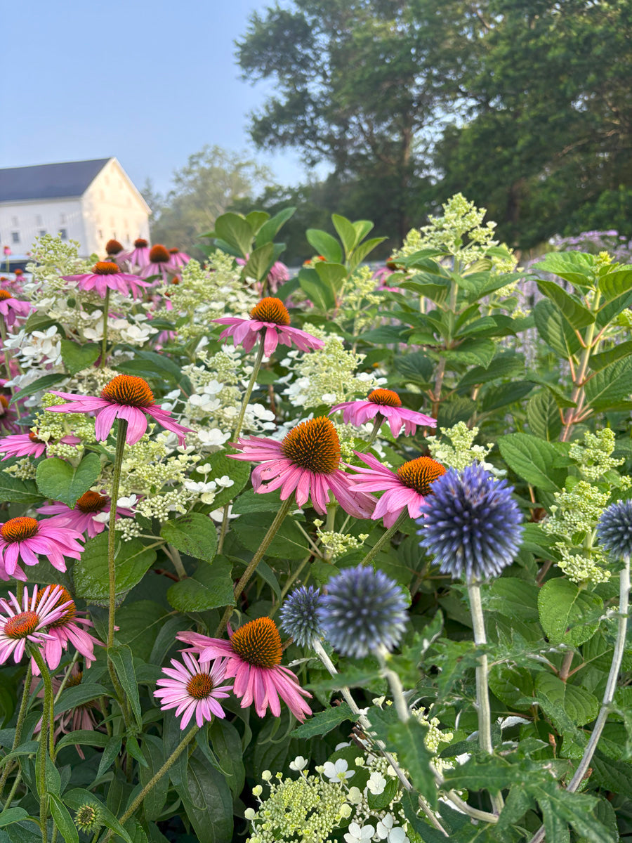 Full Sun Cottage Garden Plans