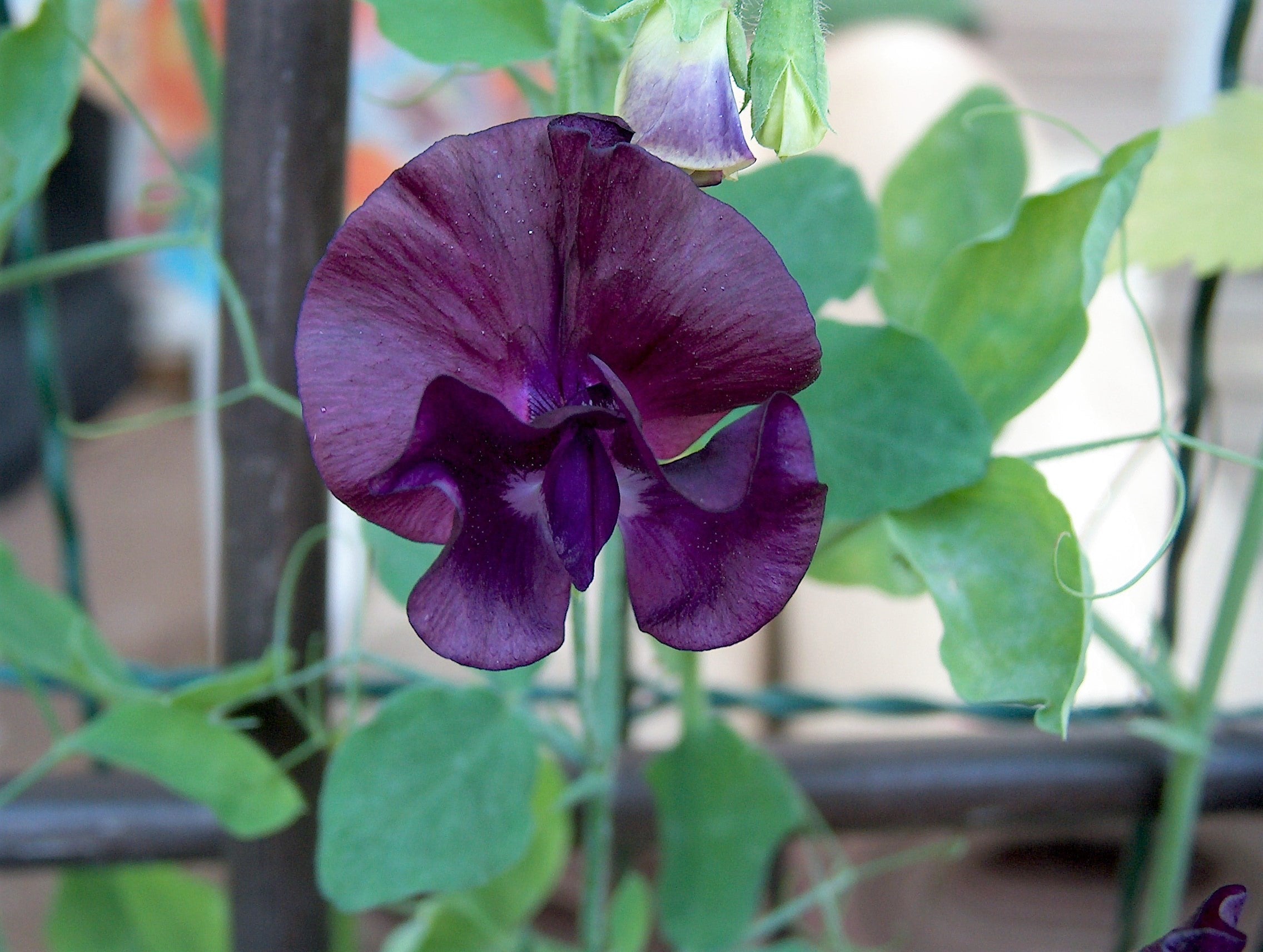 Royal Maroon Sweet Pea Seeds