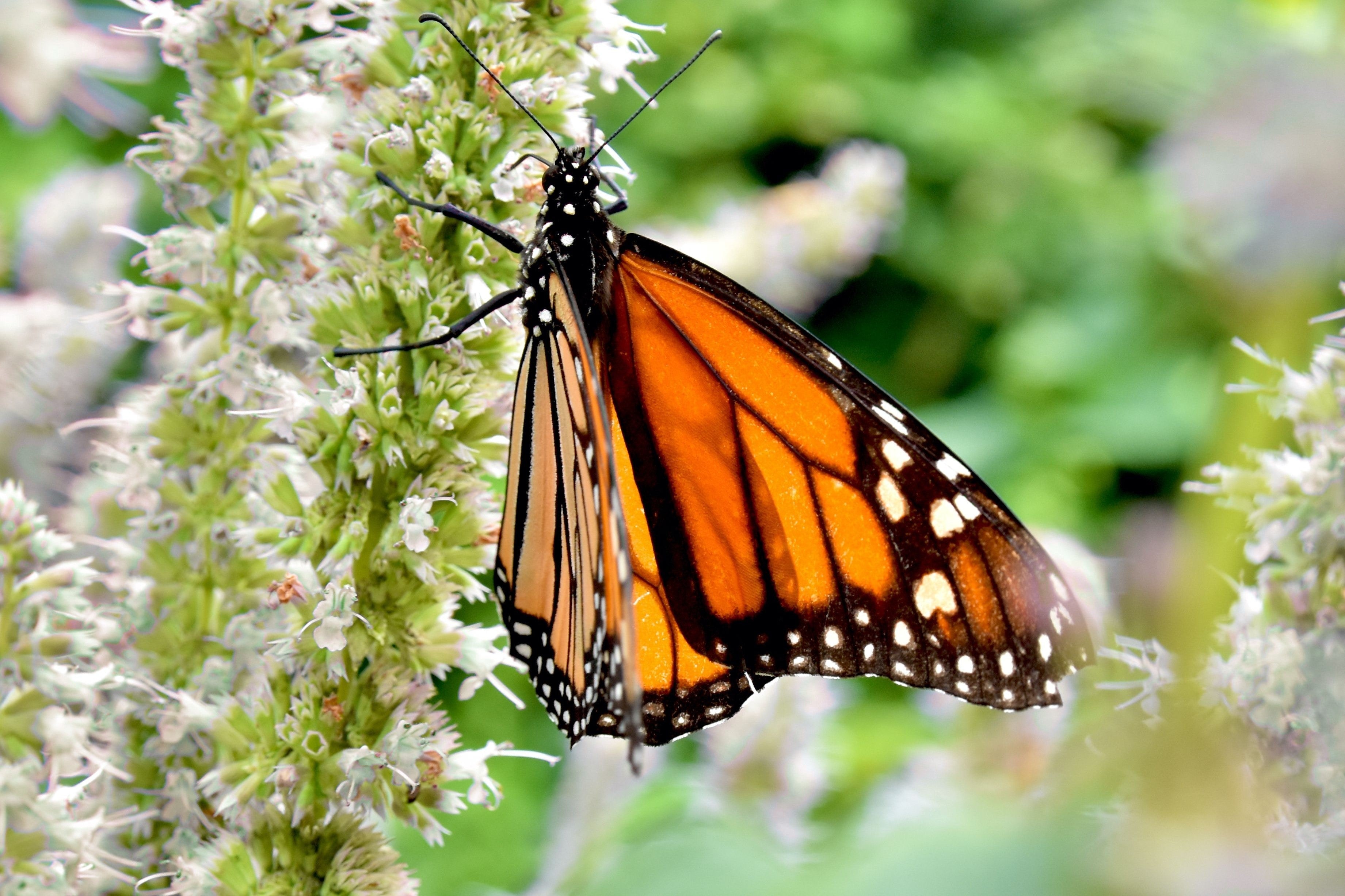 Yellow Giant Hyssop Seeds