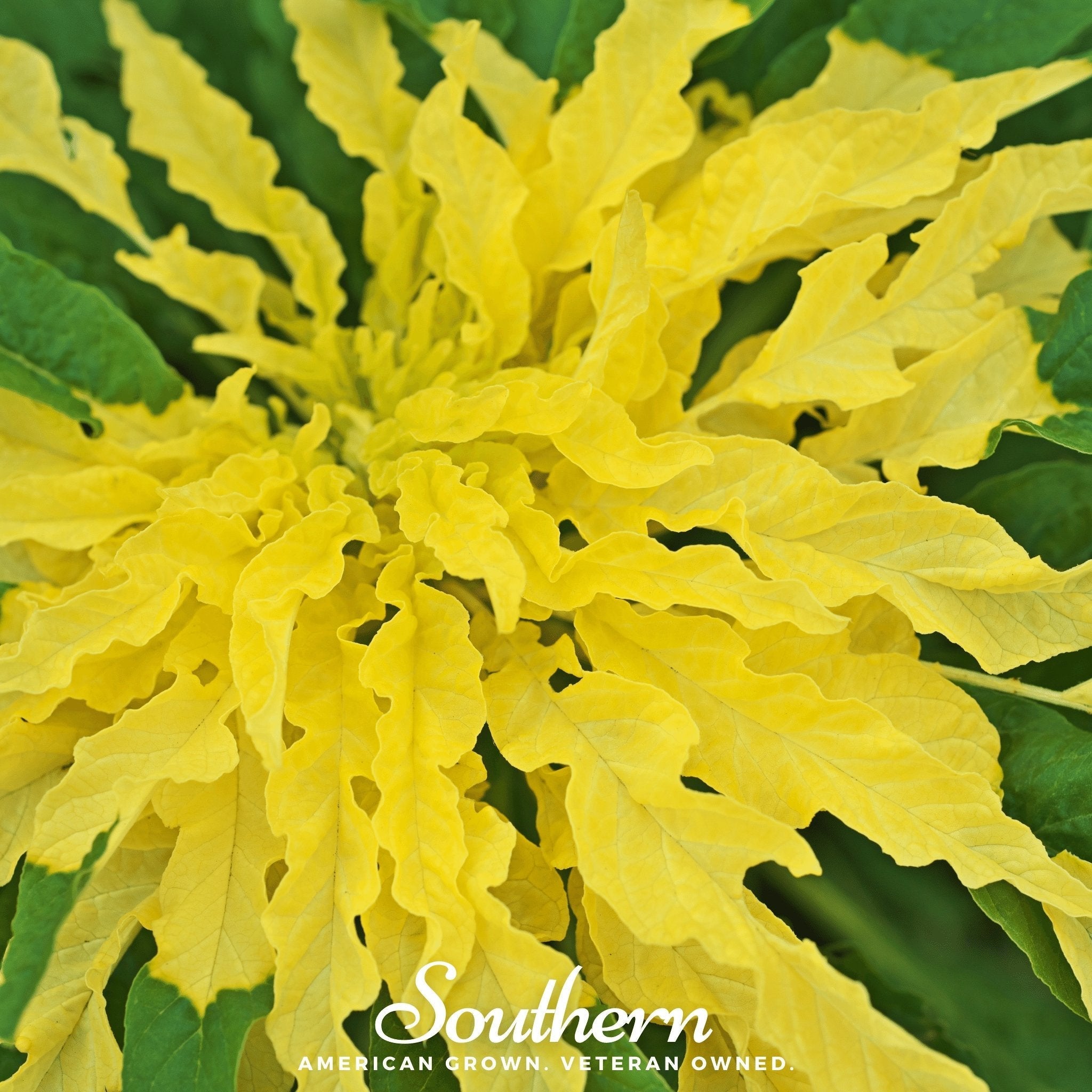 Yellow Amaranth Seeds