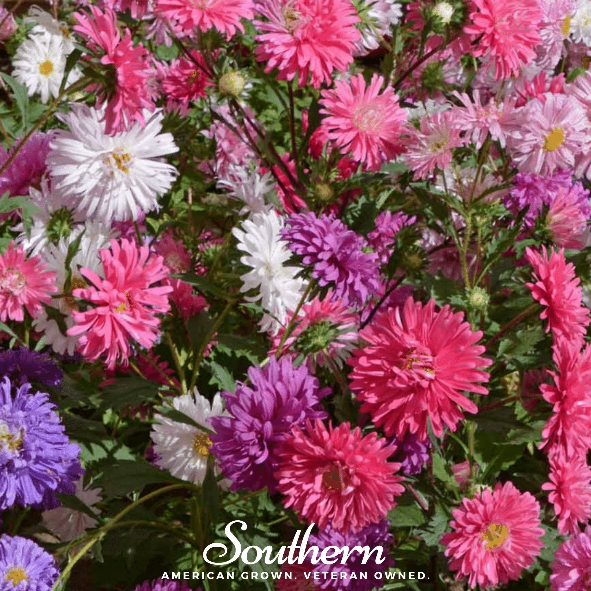 Crego Giant Aster Seed Mix