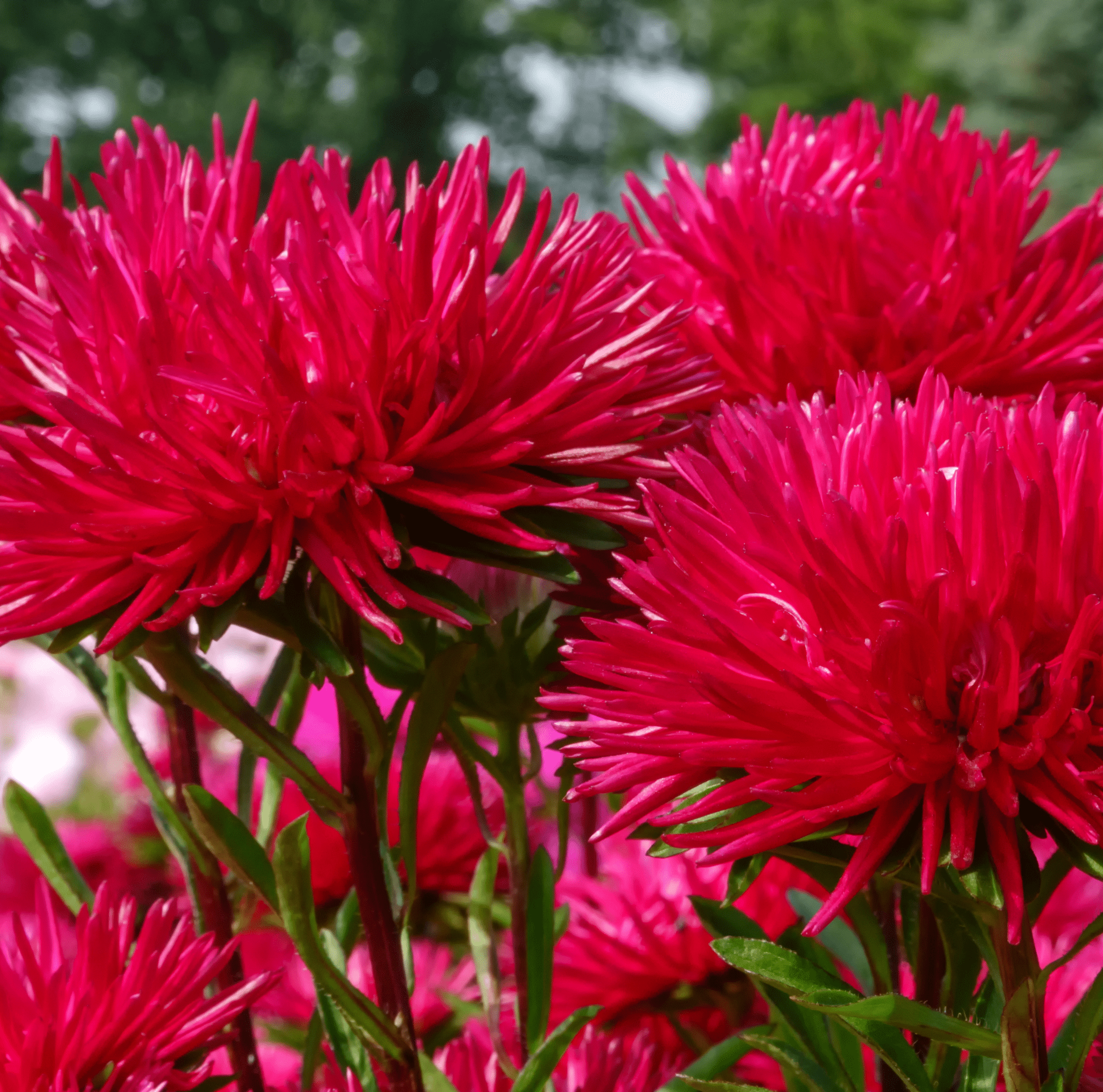 Red Gremlin Aster Seeds