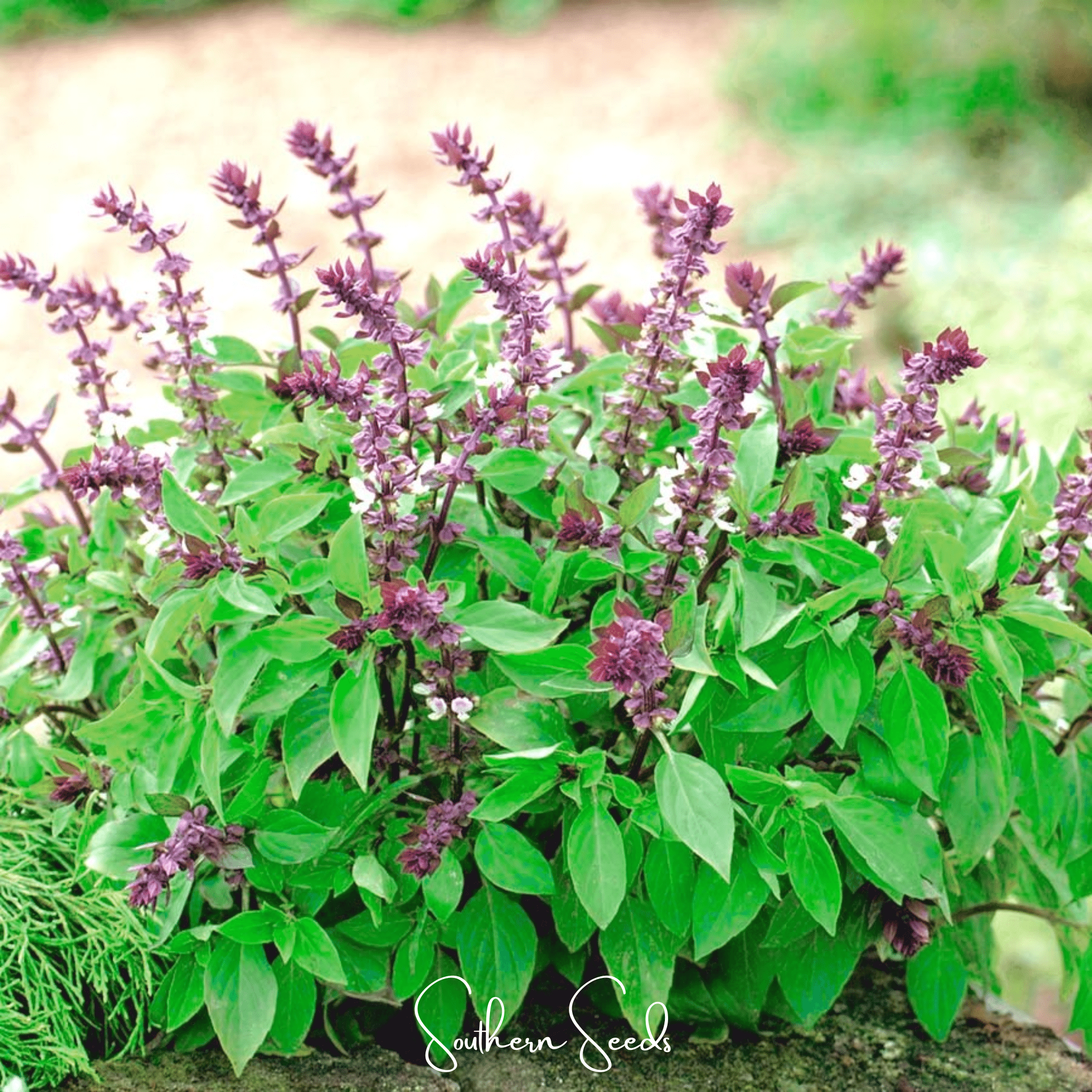 Blue Spice Basil Seeds