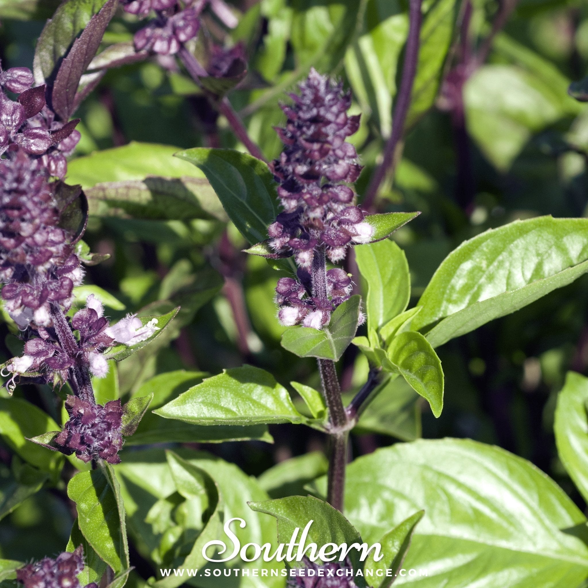Cinnamon Basil Seeds