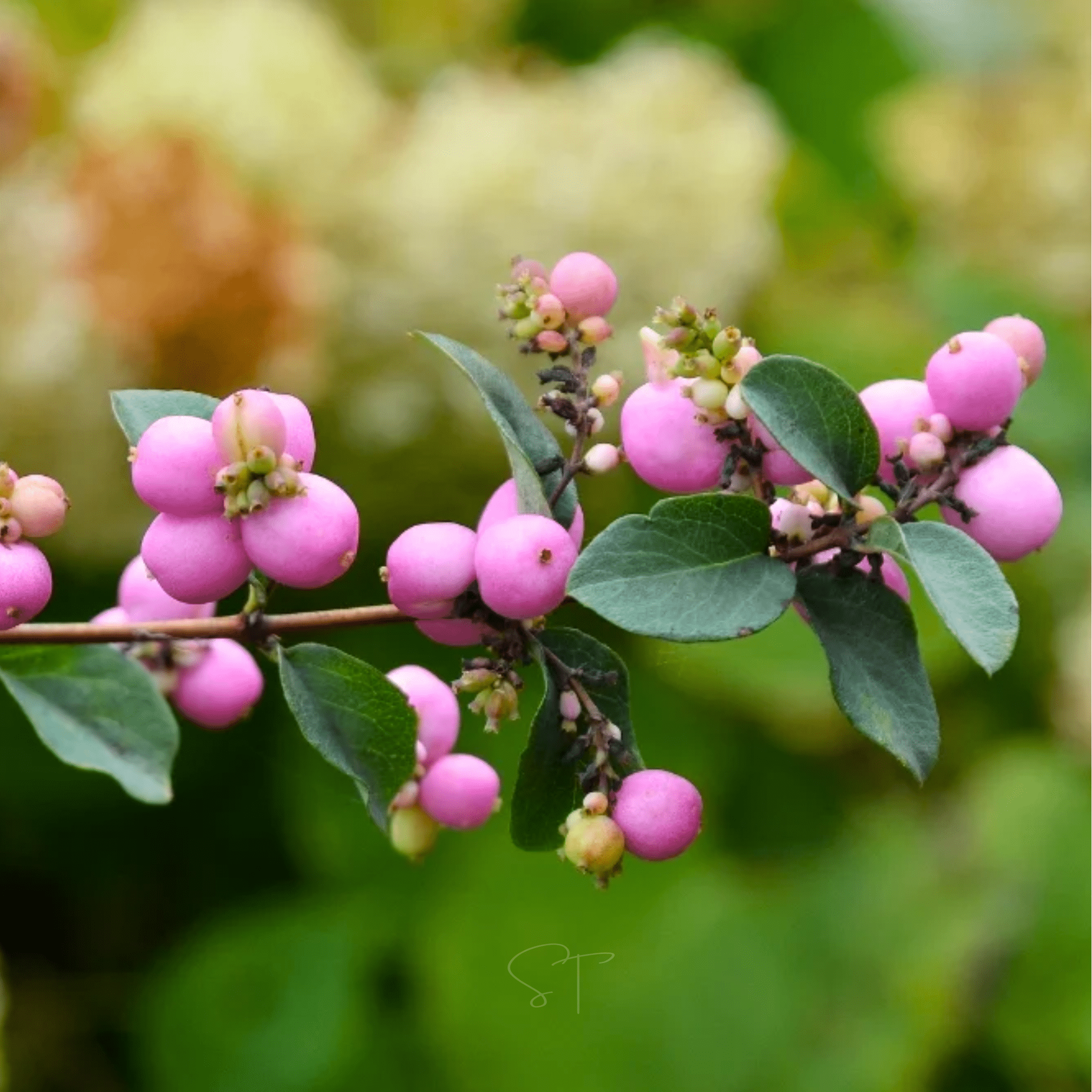 Coralberry Seeds