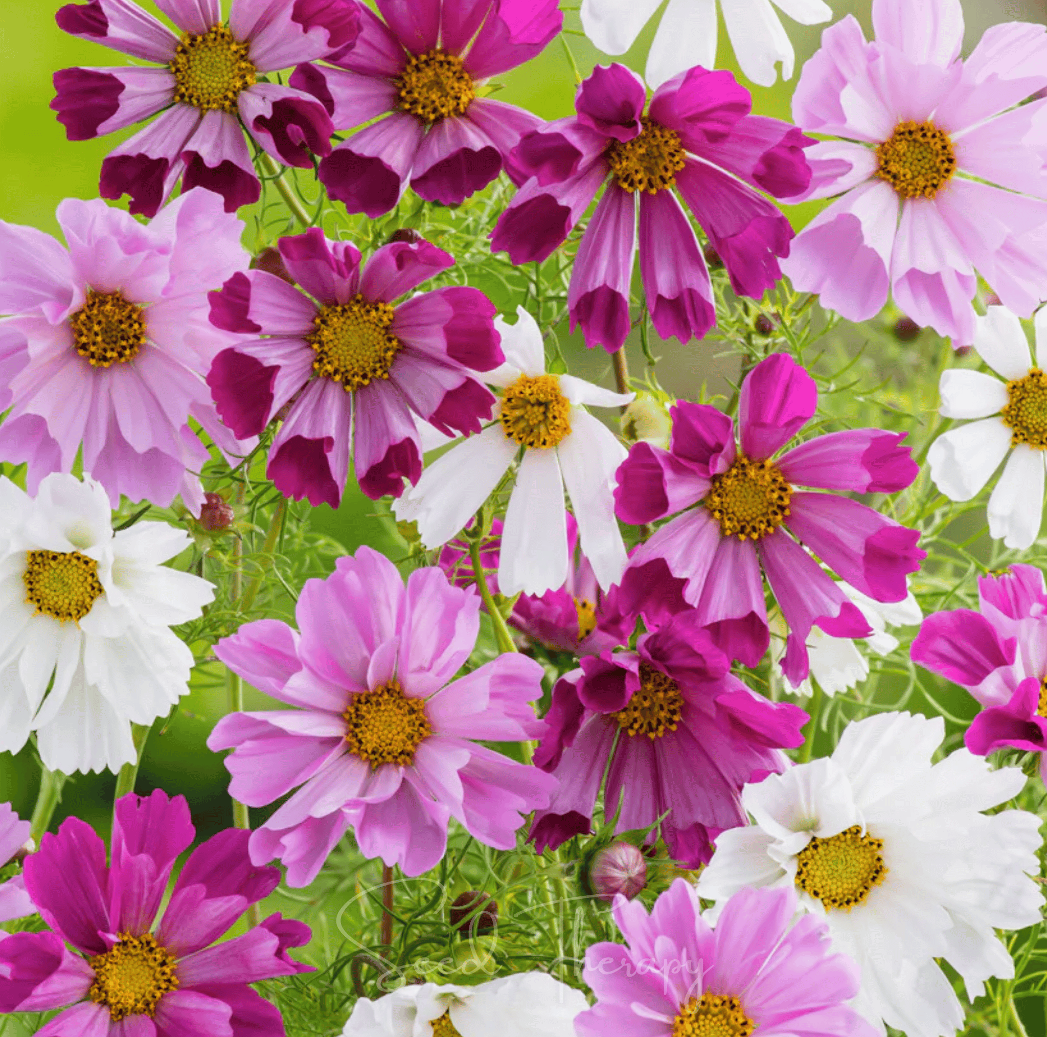 Sea Shells Cosmos Seeds
