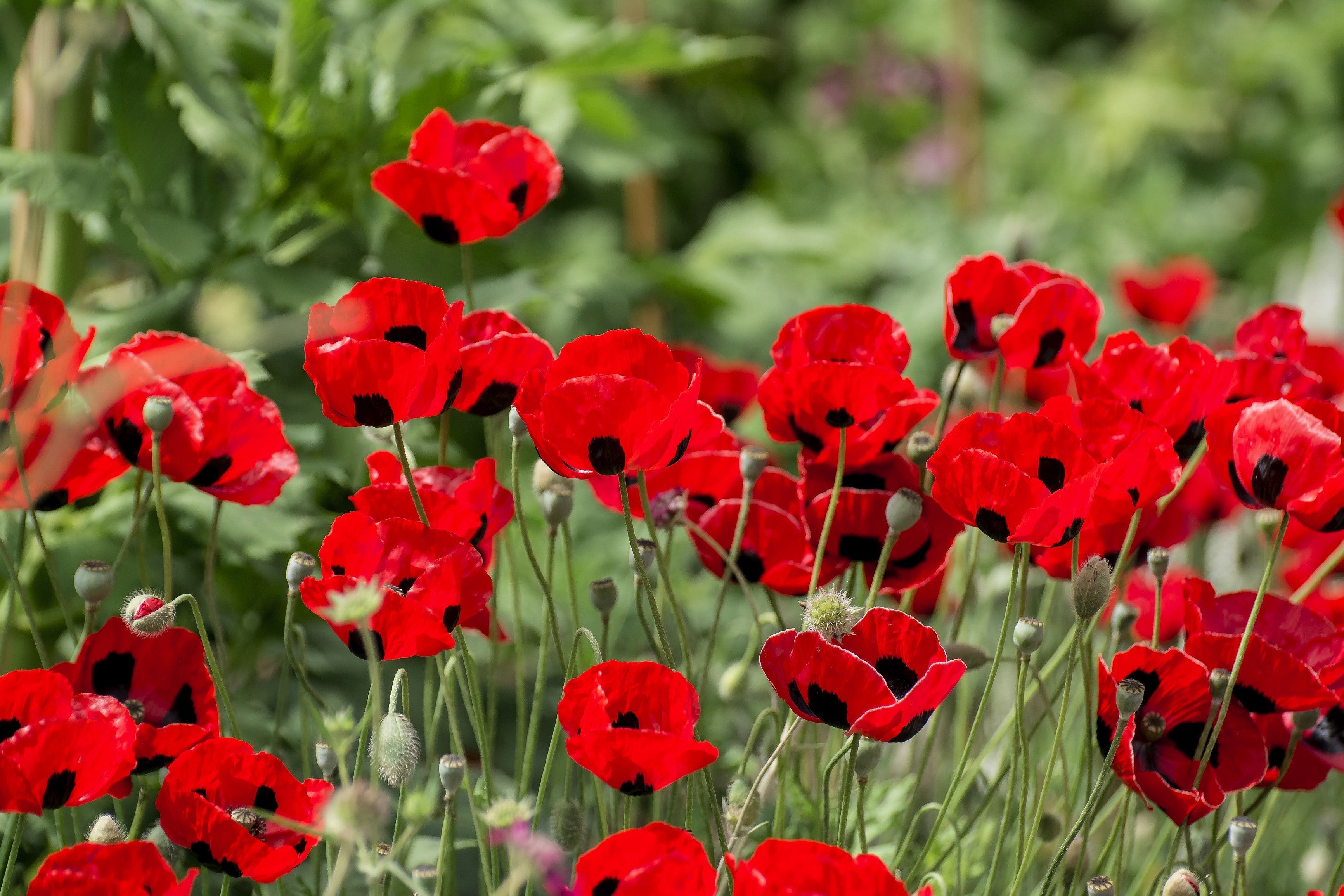 Oriental Red Mix Poppy Seeds