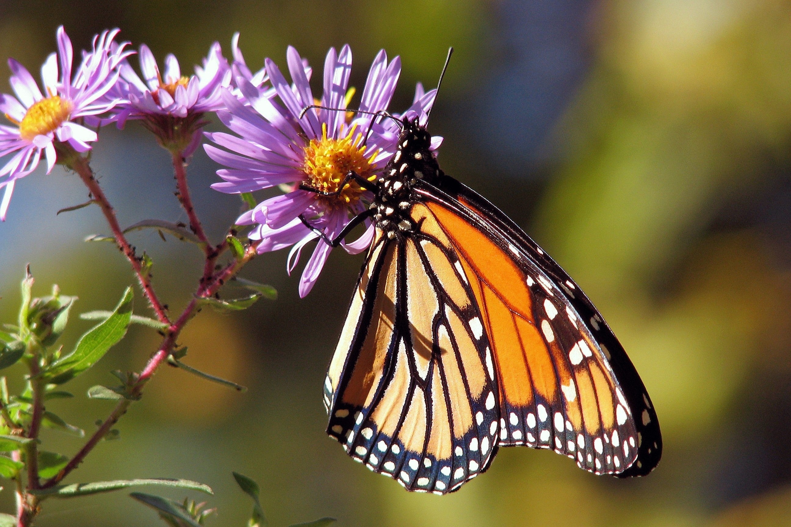 Purple New England Aster Seeds