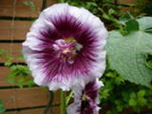 Lavender and Purple Hollyhock Seeds