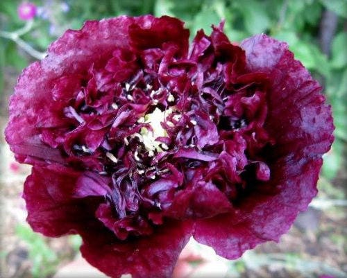 Black Peony Poppy Seeds