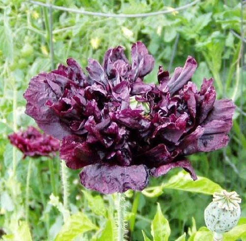 Black Peony Poppy Seeds