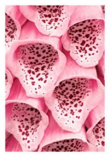 Foxglove Pink and Purple Mix Seeds
