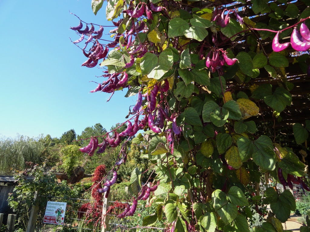 Ruby Moon Hyacinth Bean Seeds