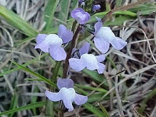 Blue Toadflax Seeds