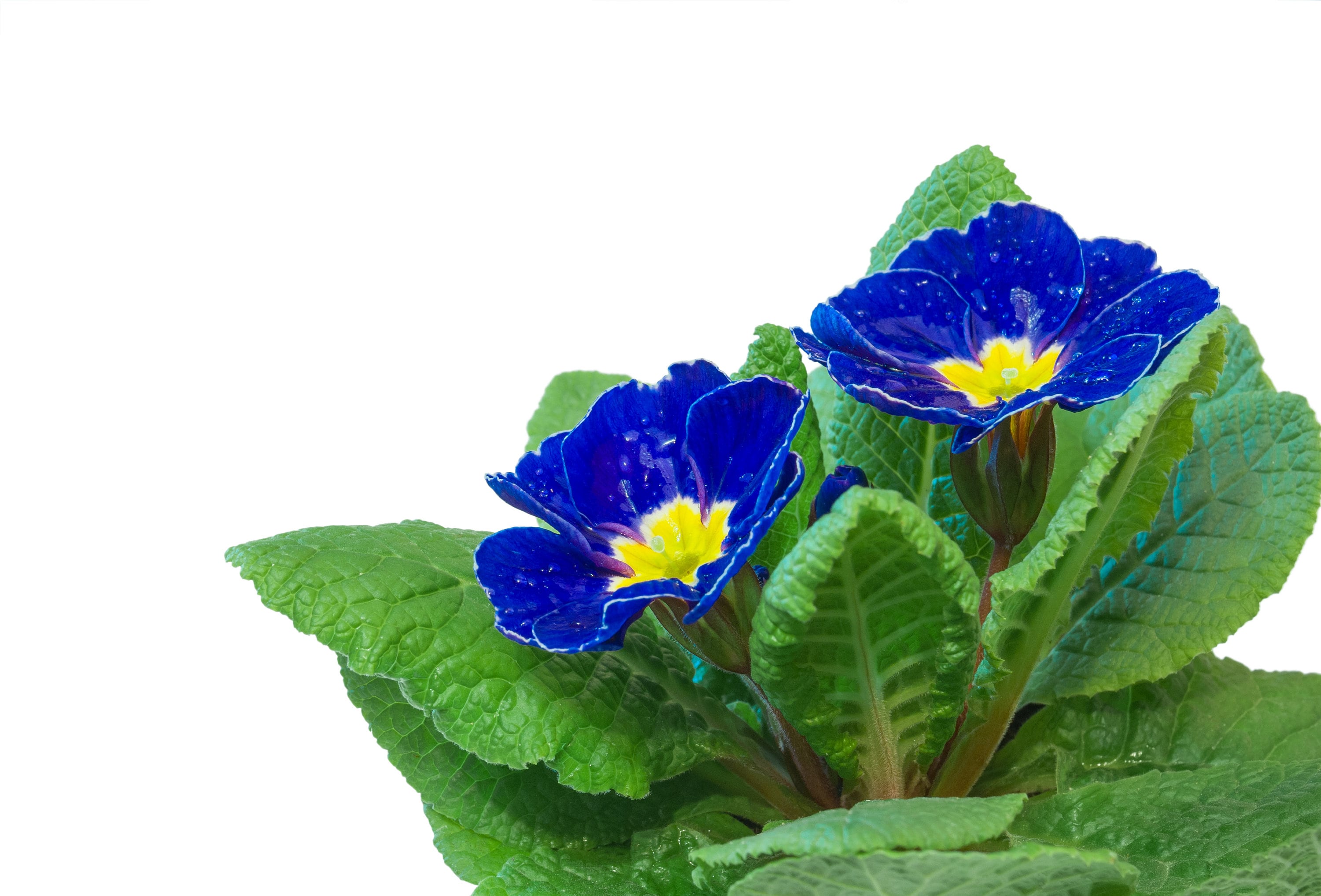 Accord Blue English Primrose Seeds