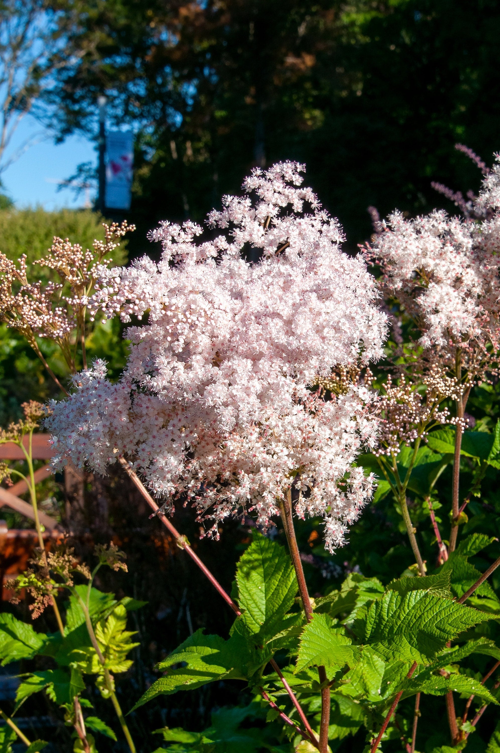 Siberian Meadowsweet Seeds