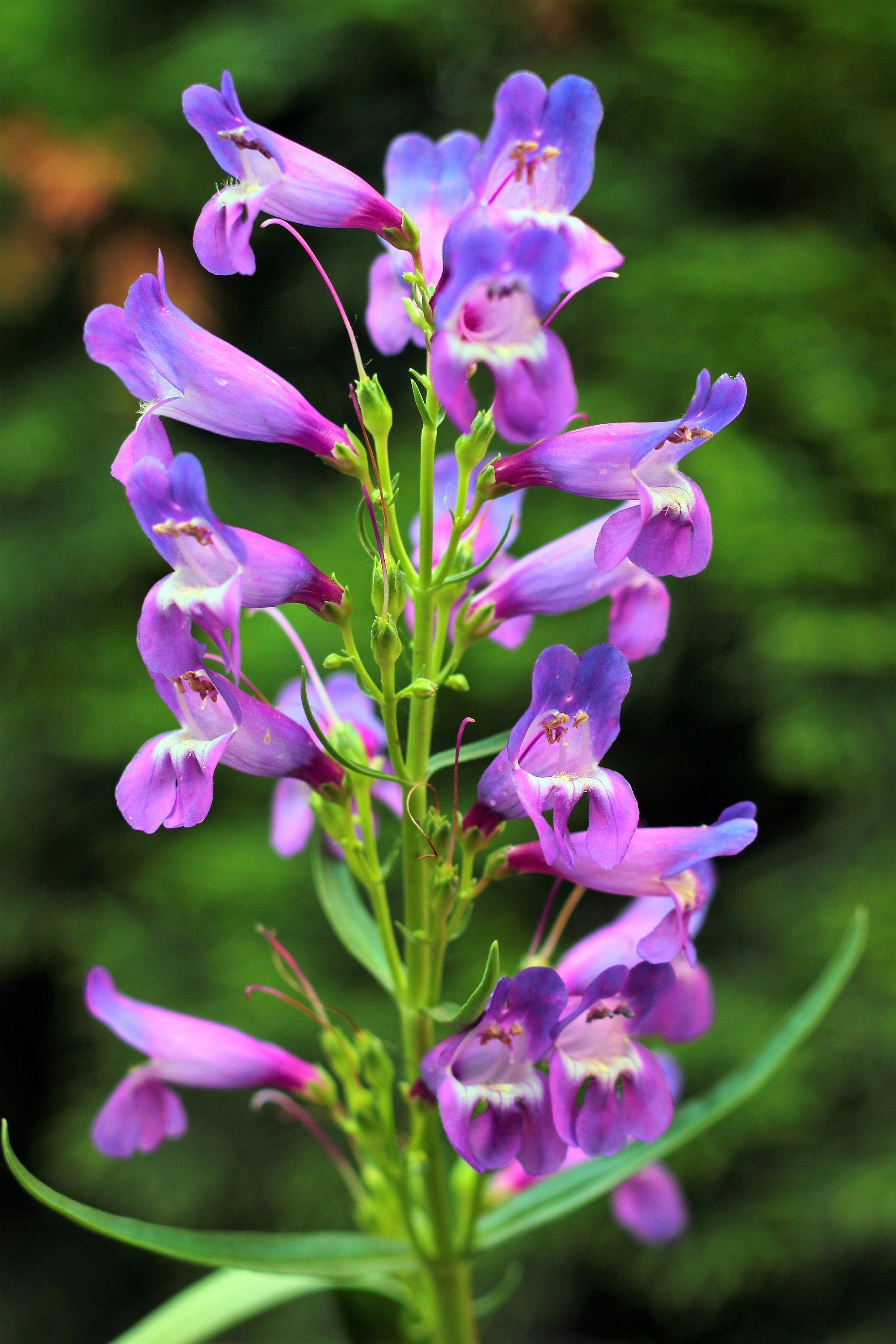 Native Mix Penstemon Seeds