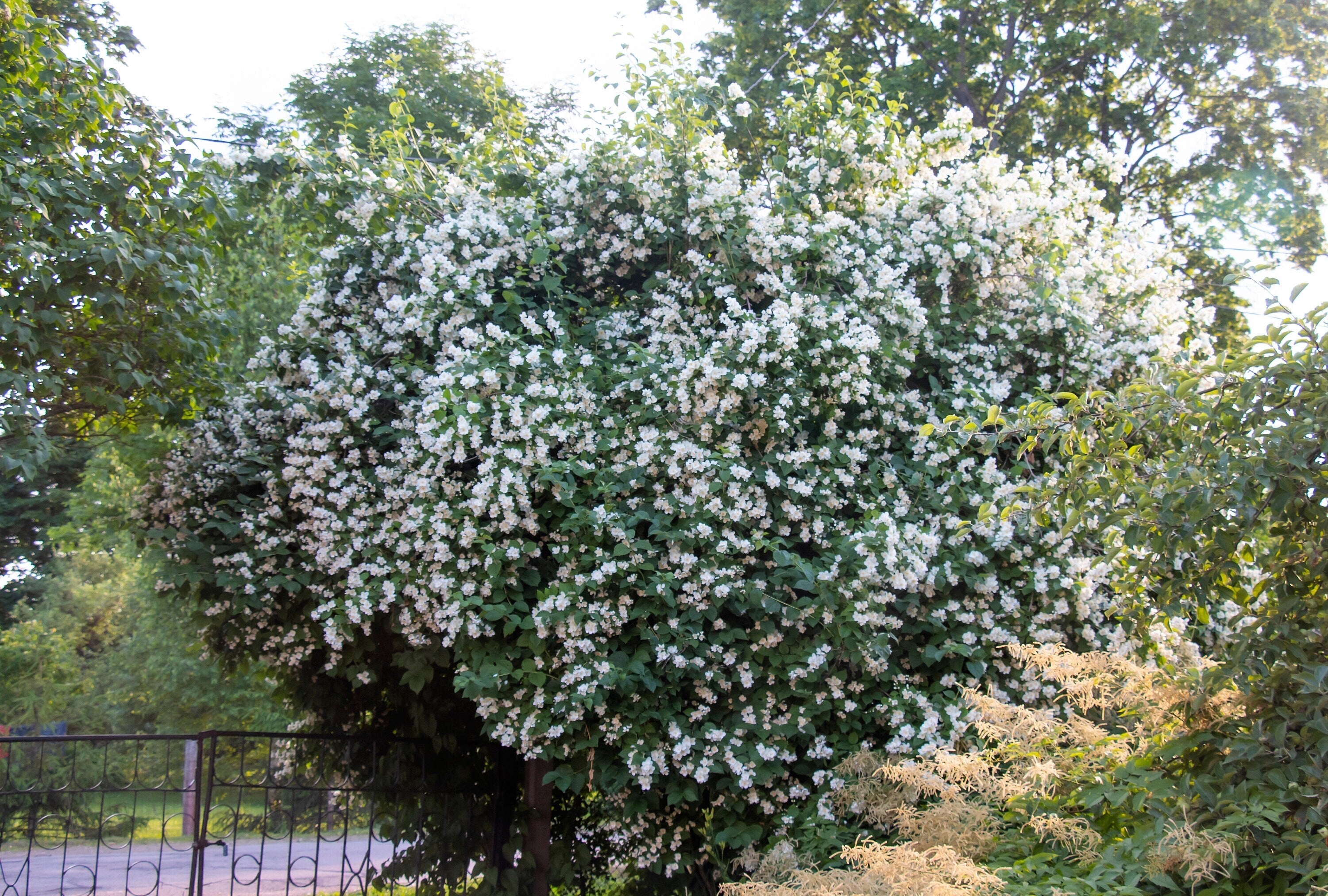 Western Mock Orange Seeds