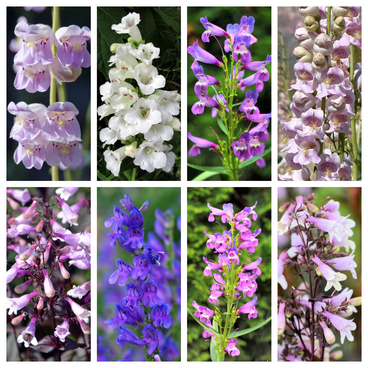 Native Mix Penstemon Seeds