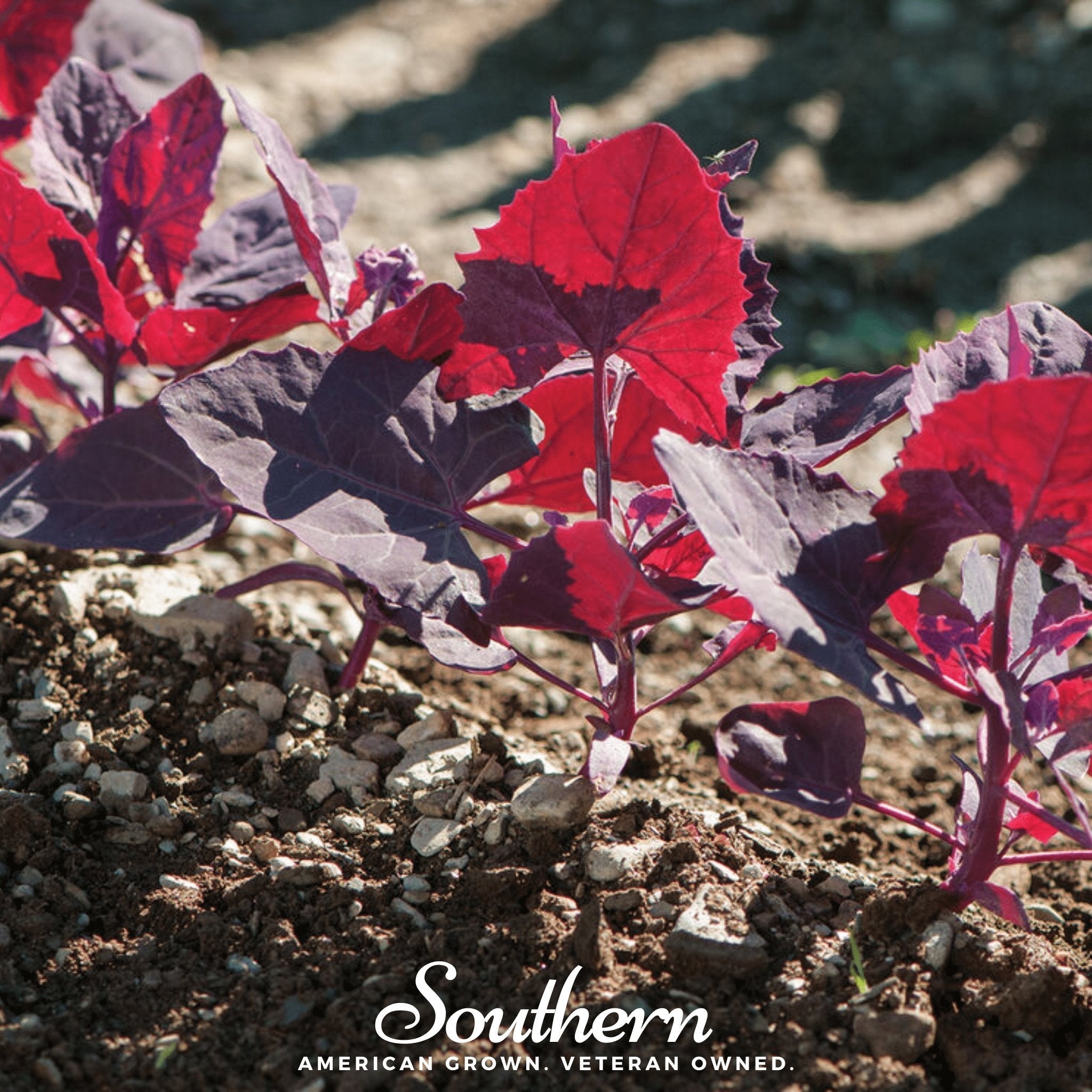 Ruby Red Orach Seeds