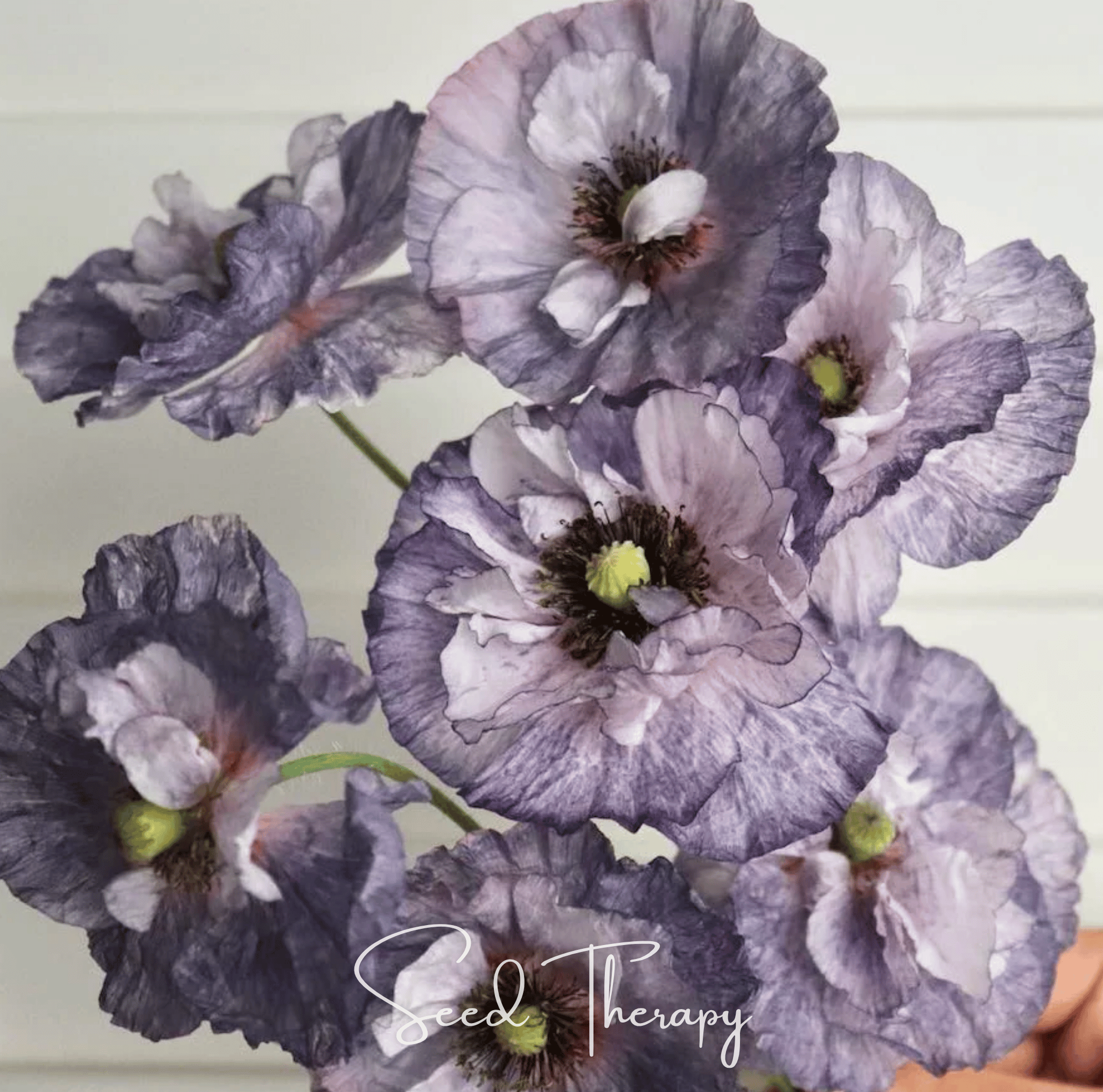 Amazing Grey Poppy Seeds