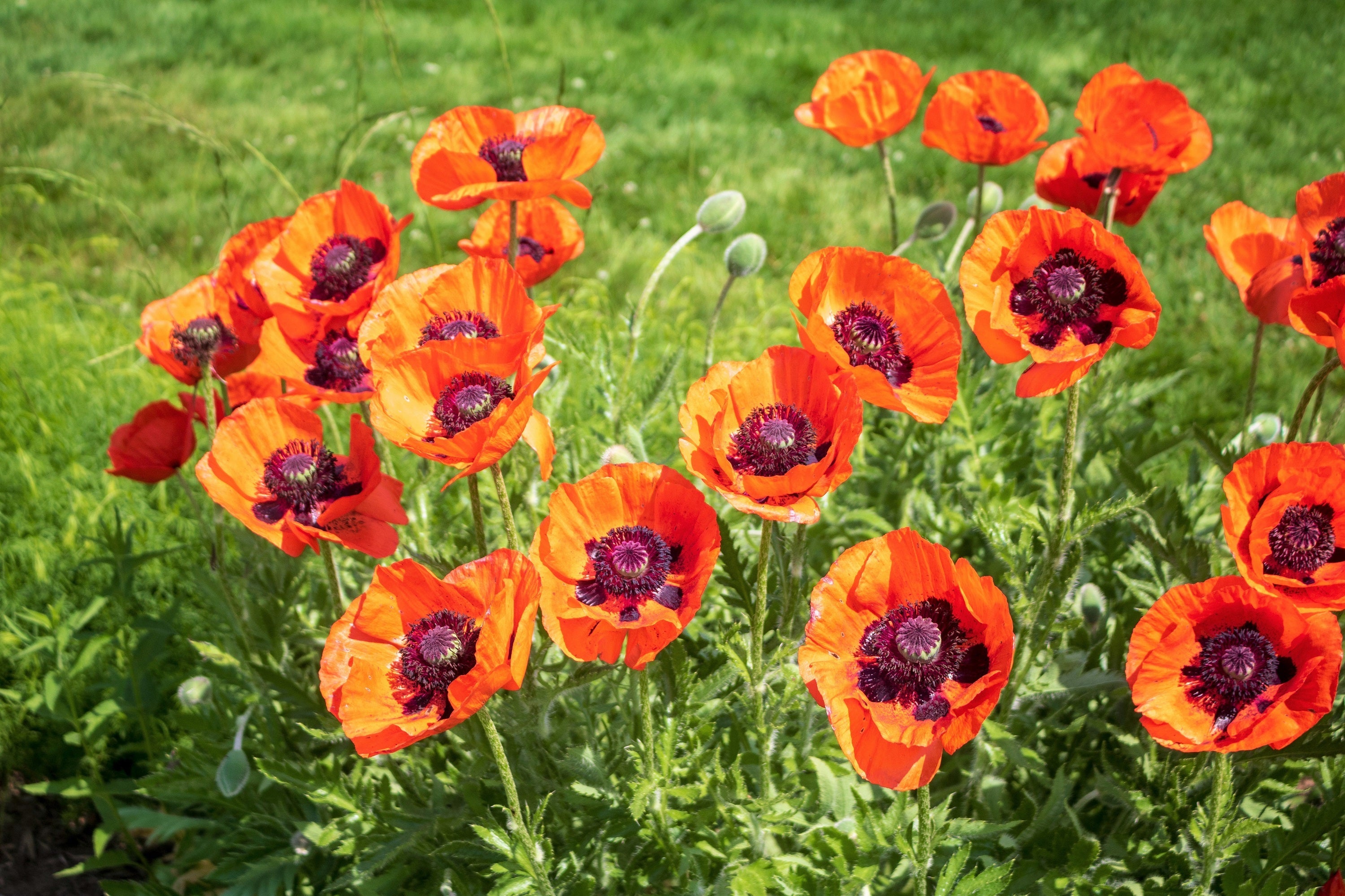 Prince of Orange Oriental Poppy Seeds