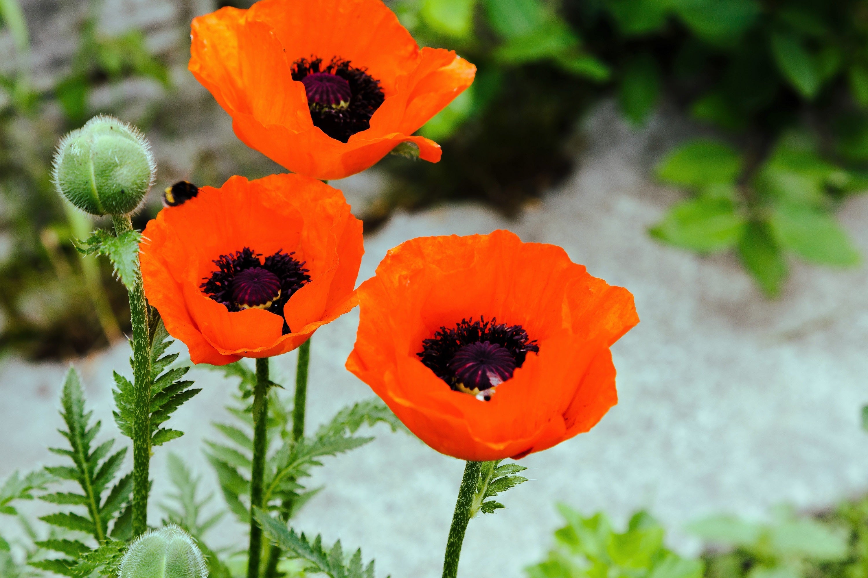 Prince of Orange Oriental Poppy Seeds