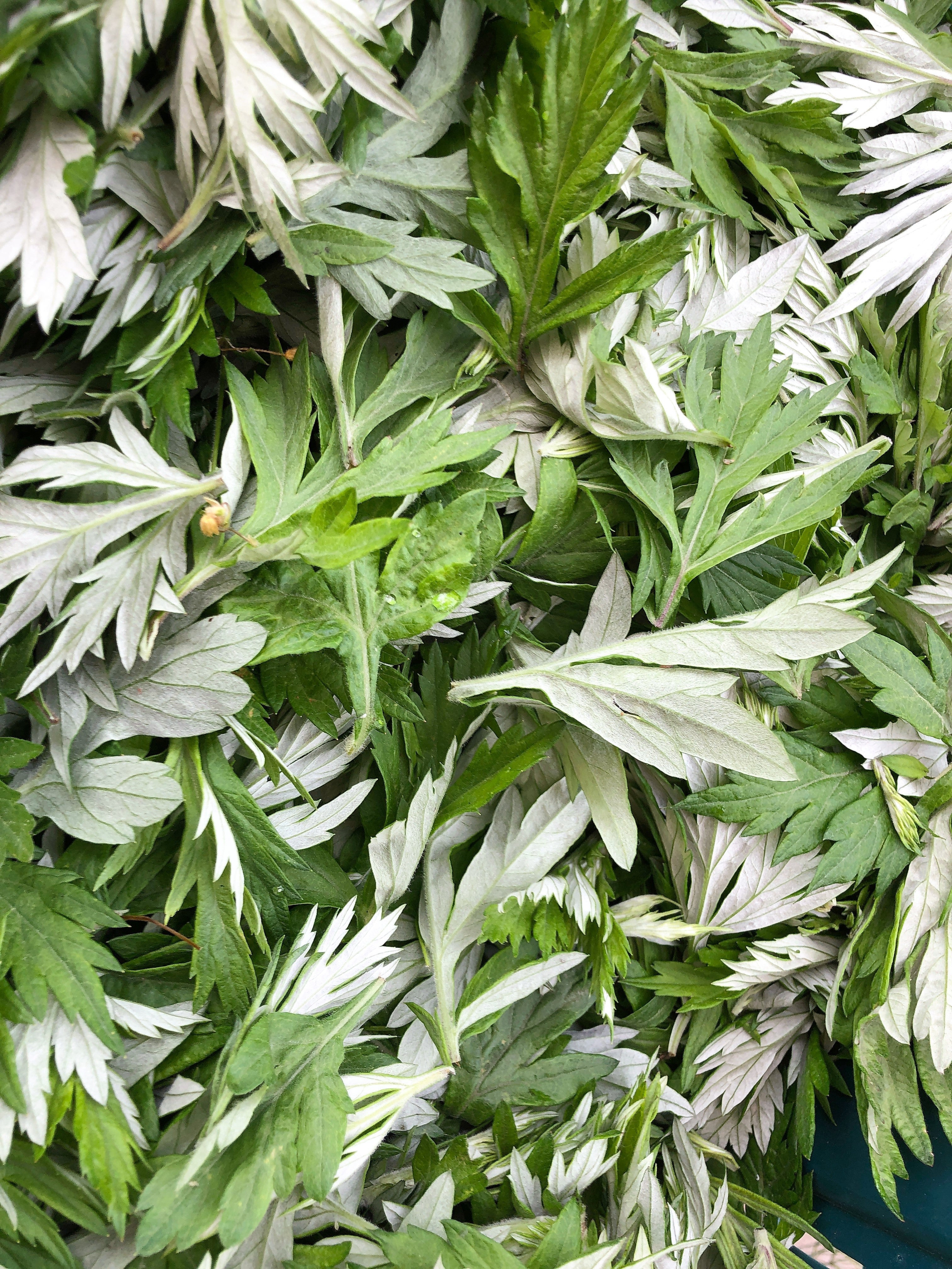 Japanese Mugwort Seeds