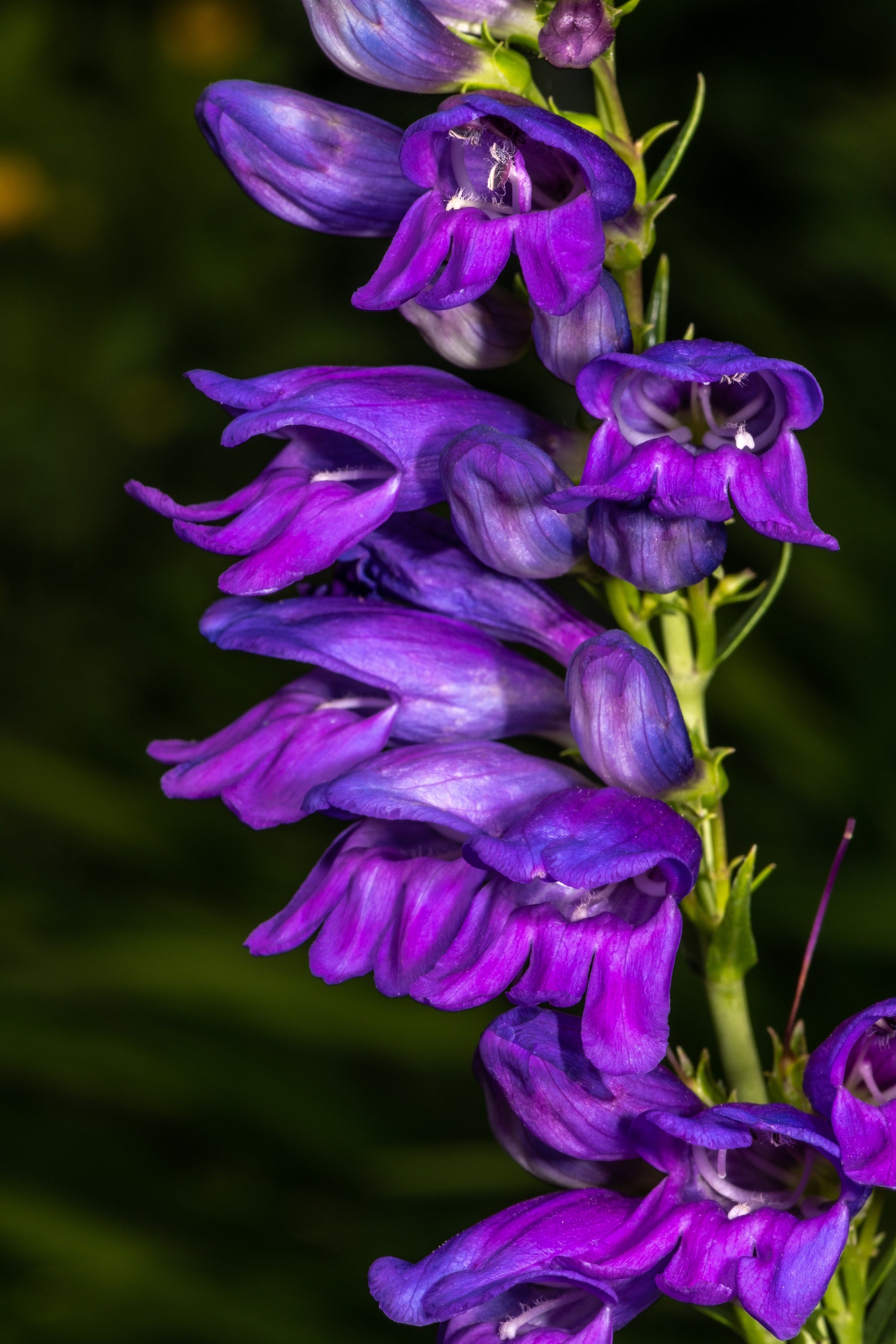Native Mix Penstemon Seeds