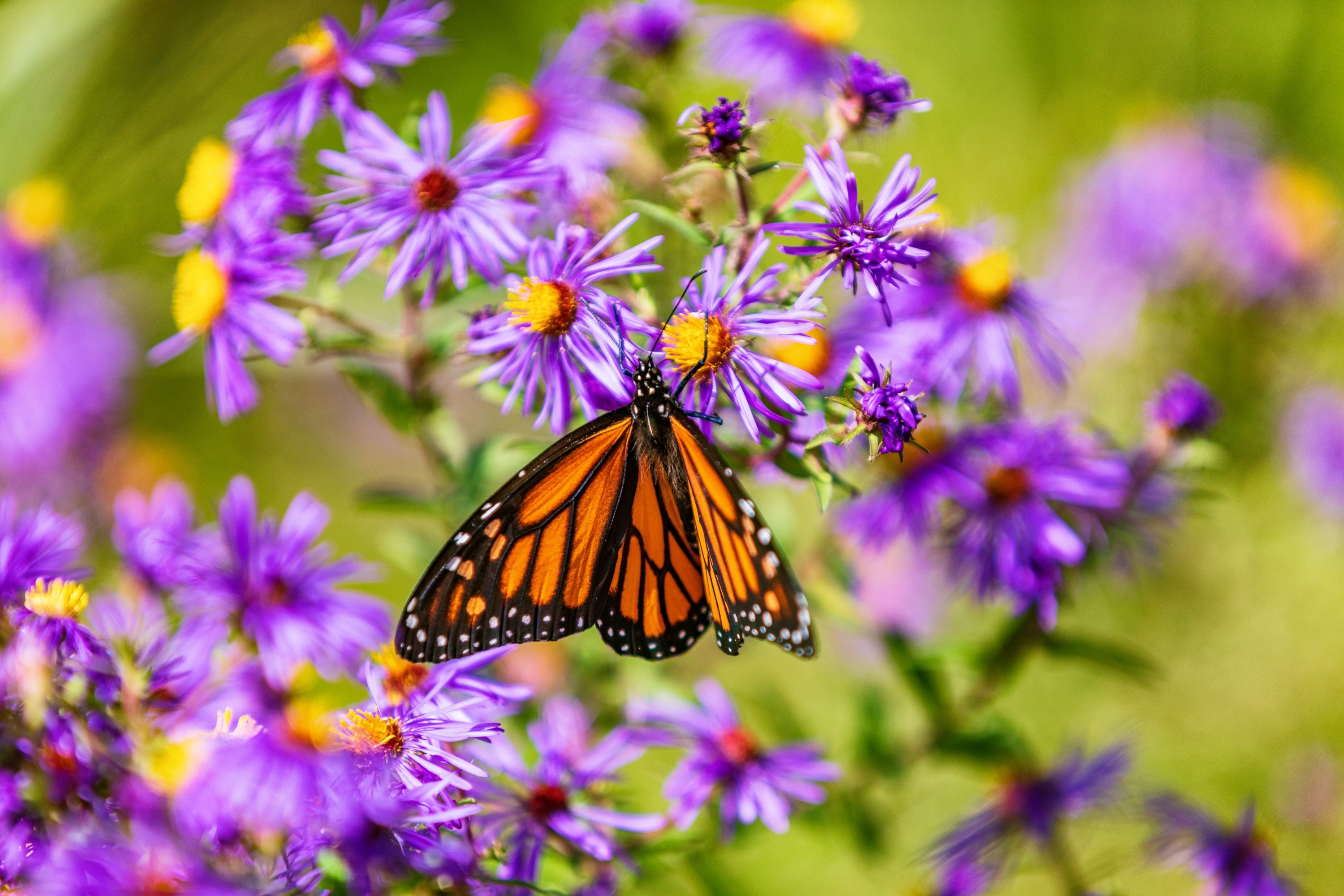 Purple New England Aster Seeds
