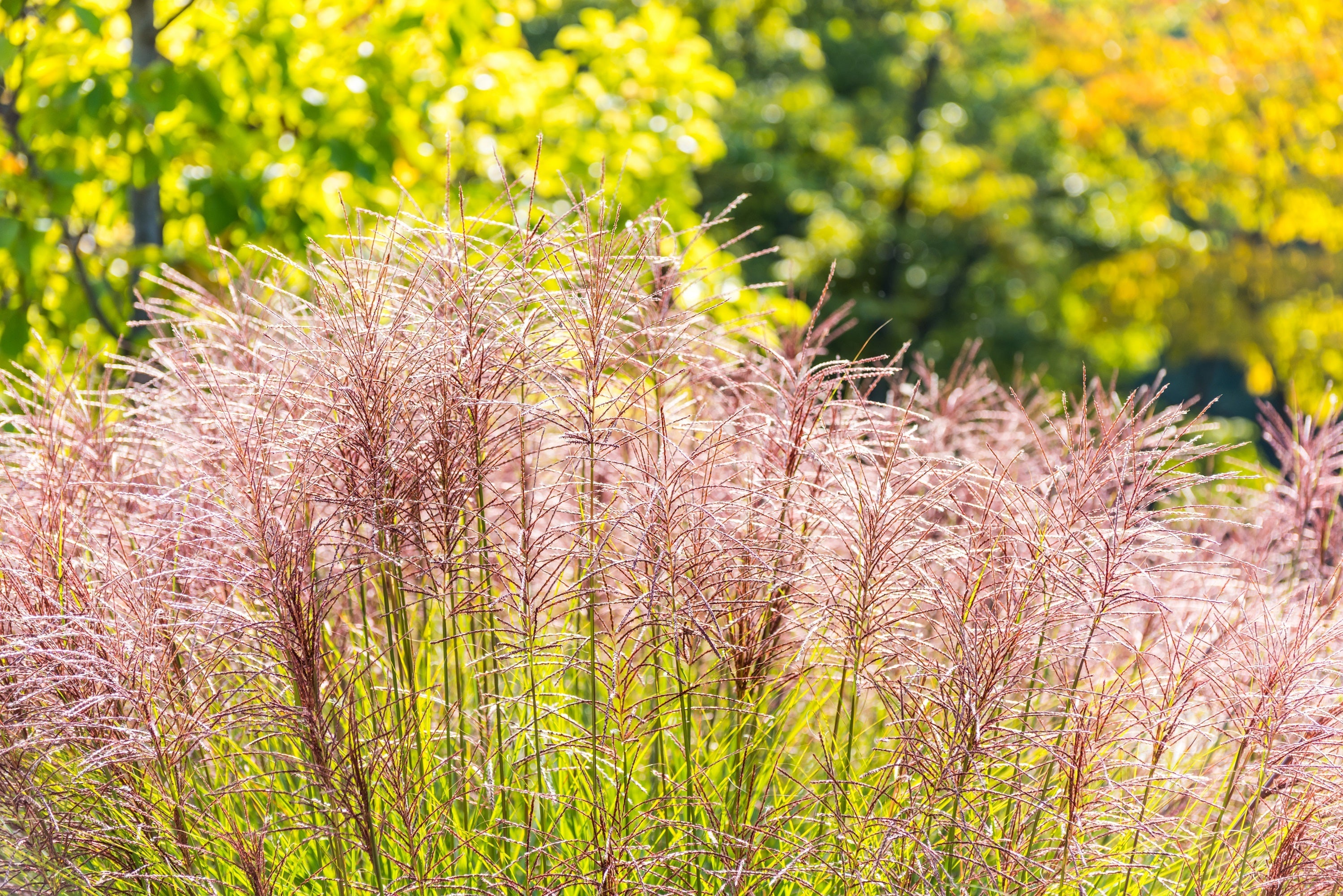 Red Maiden Grass Seeds