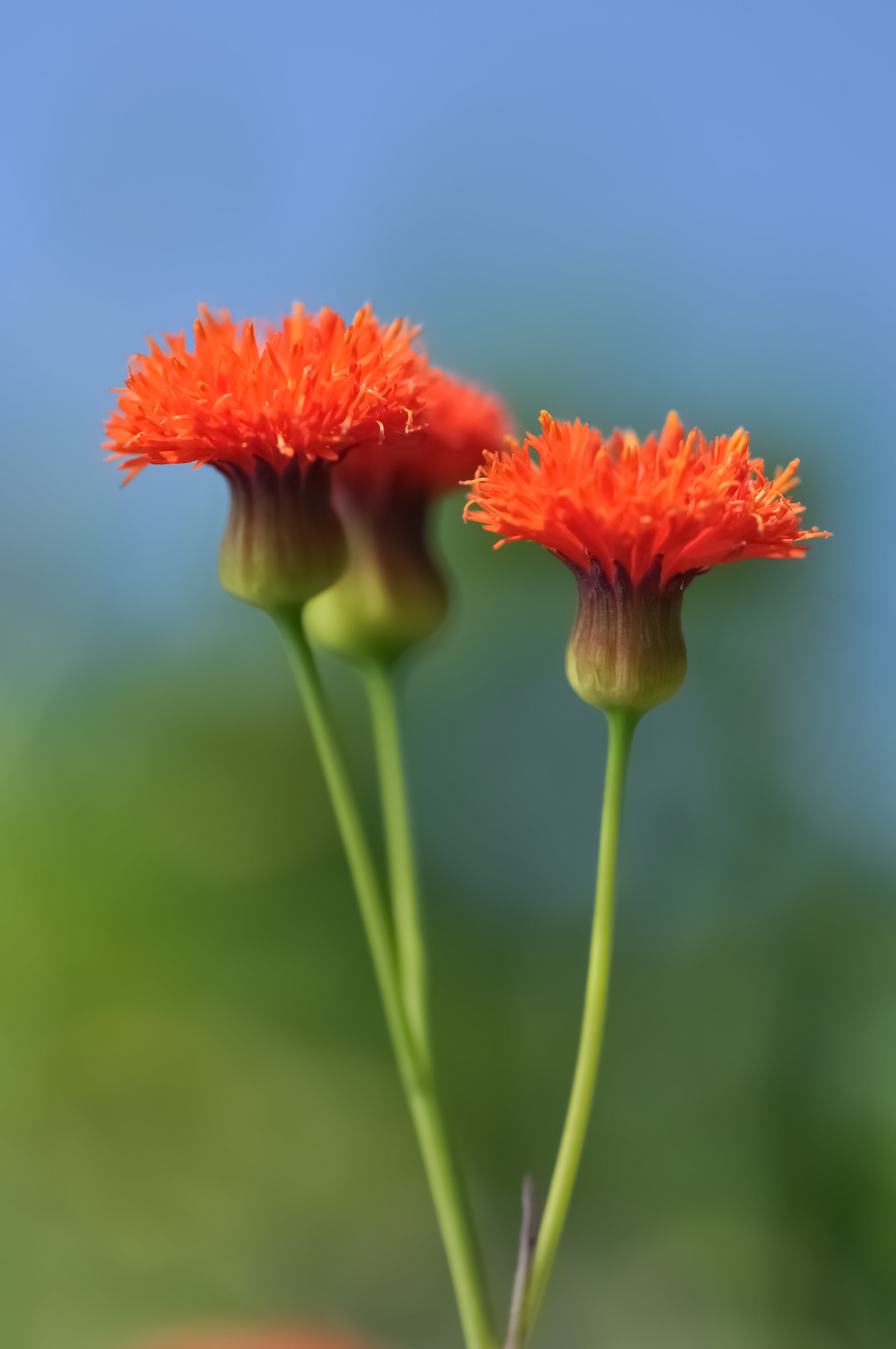 Lady's Paintbrush Tassel Flower Seeds