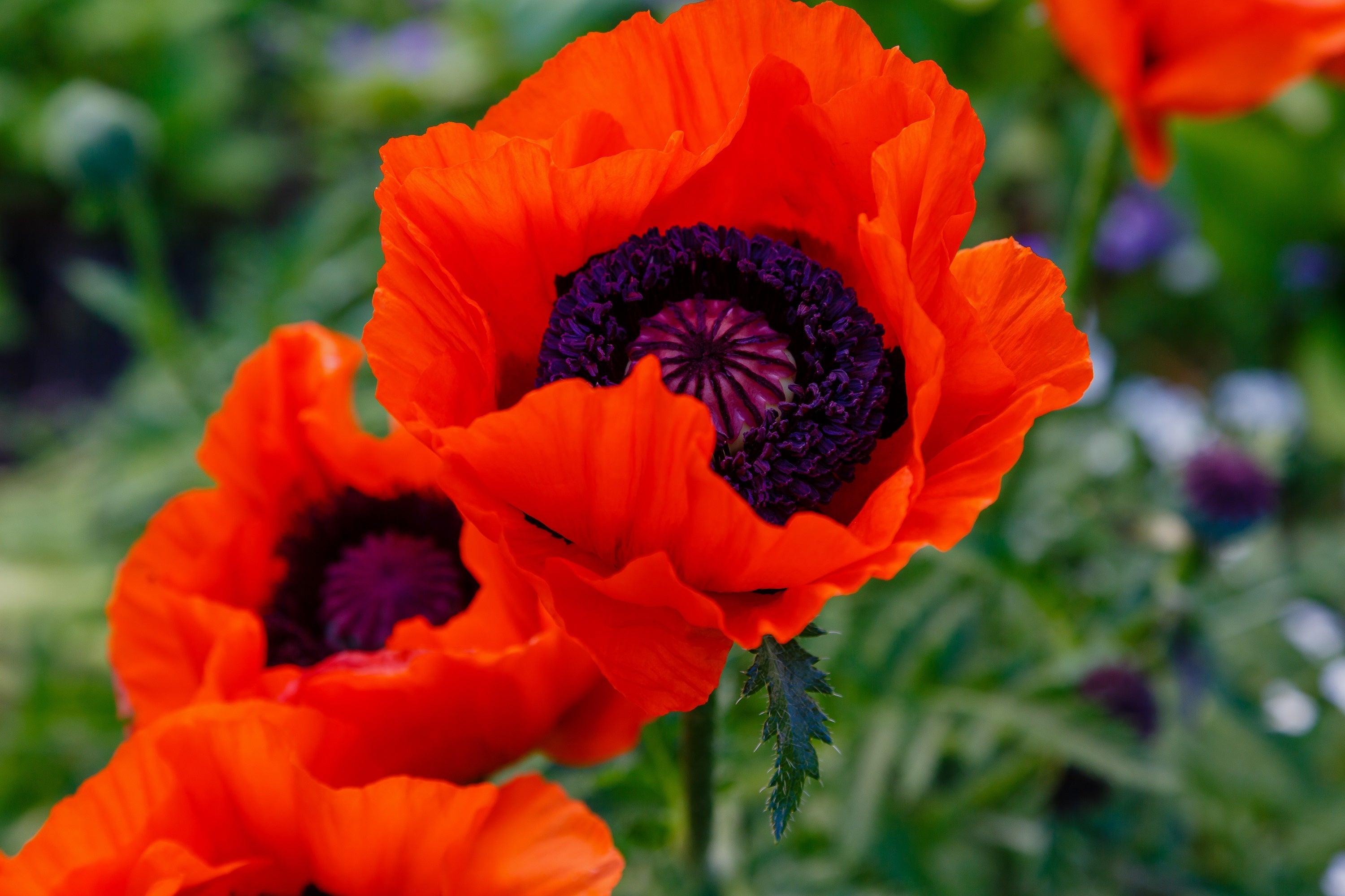 Oriental Red Mix Poppy Seeds