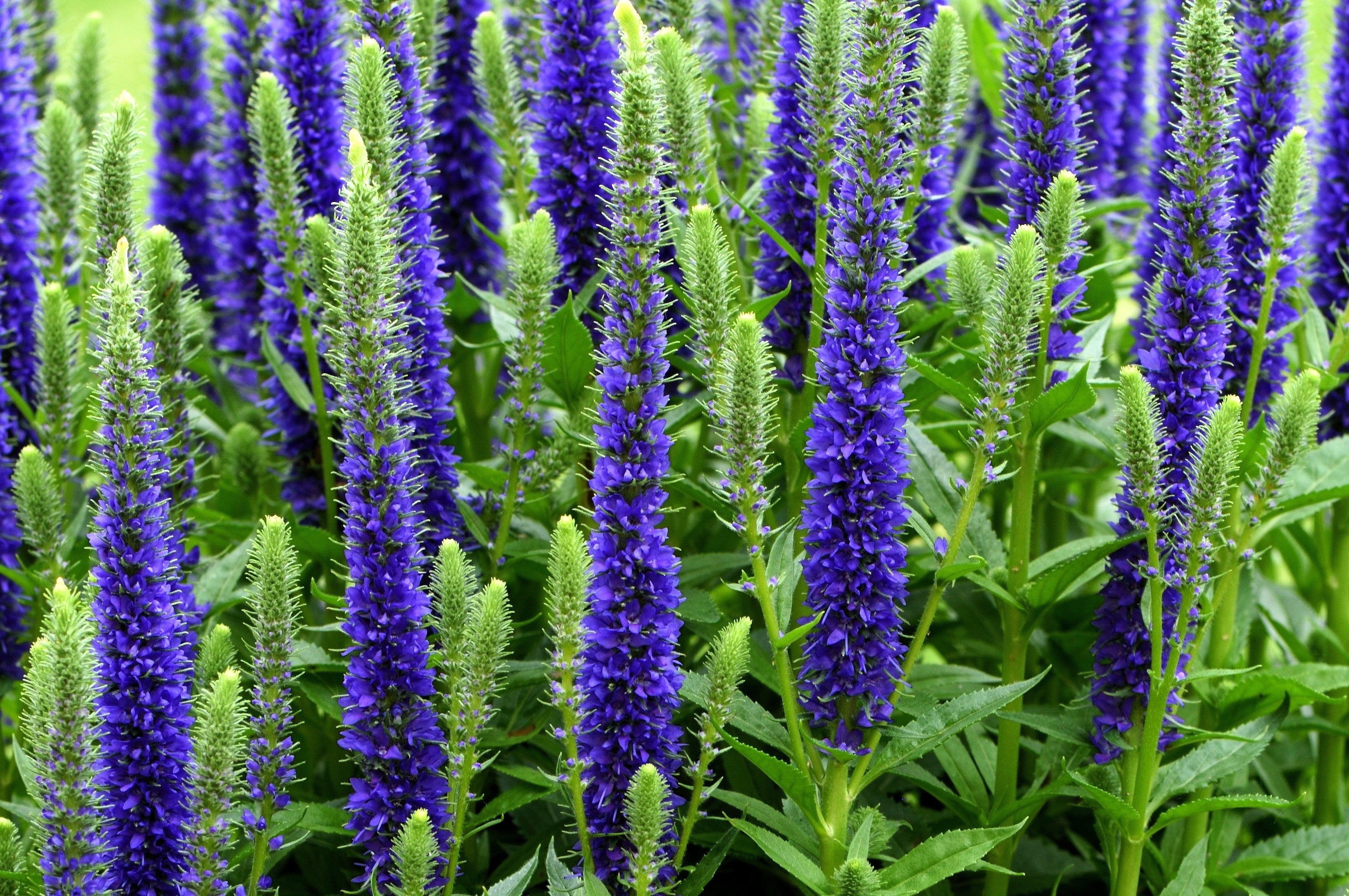 Blue Bouquet Veronica Seeds
