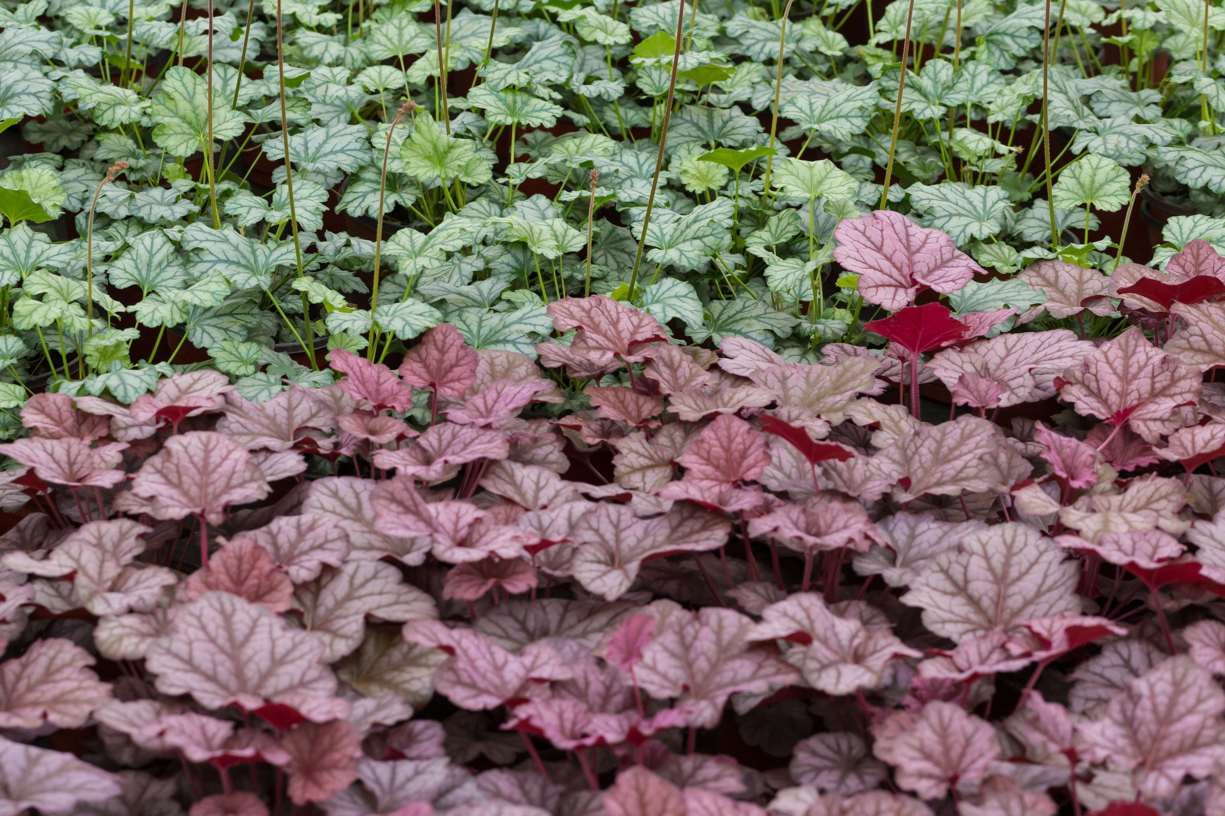 Palace Purple Heuchera Seeds
