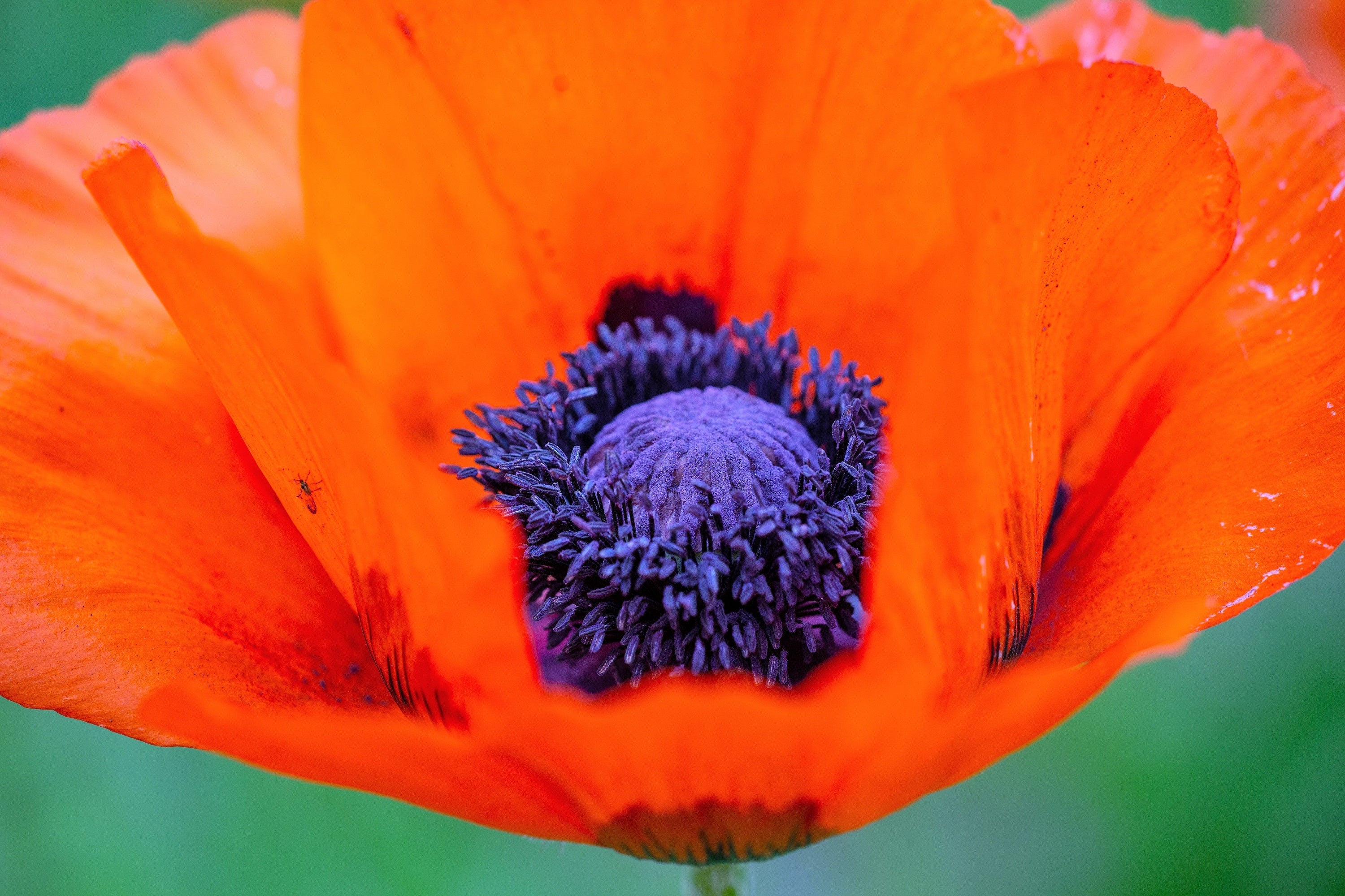 Prince of Orange Oriental Poppy Seeds