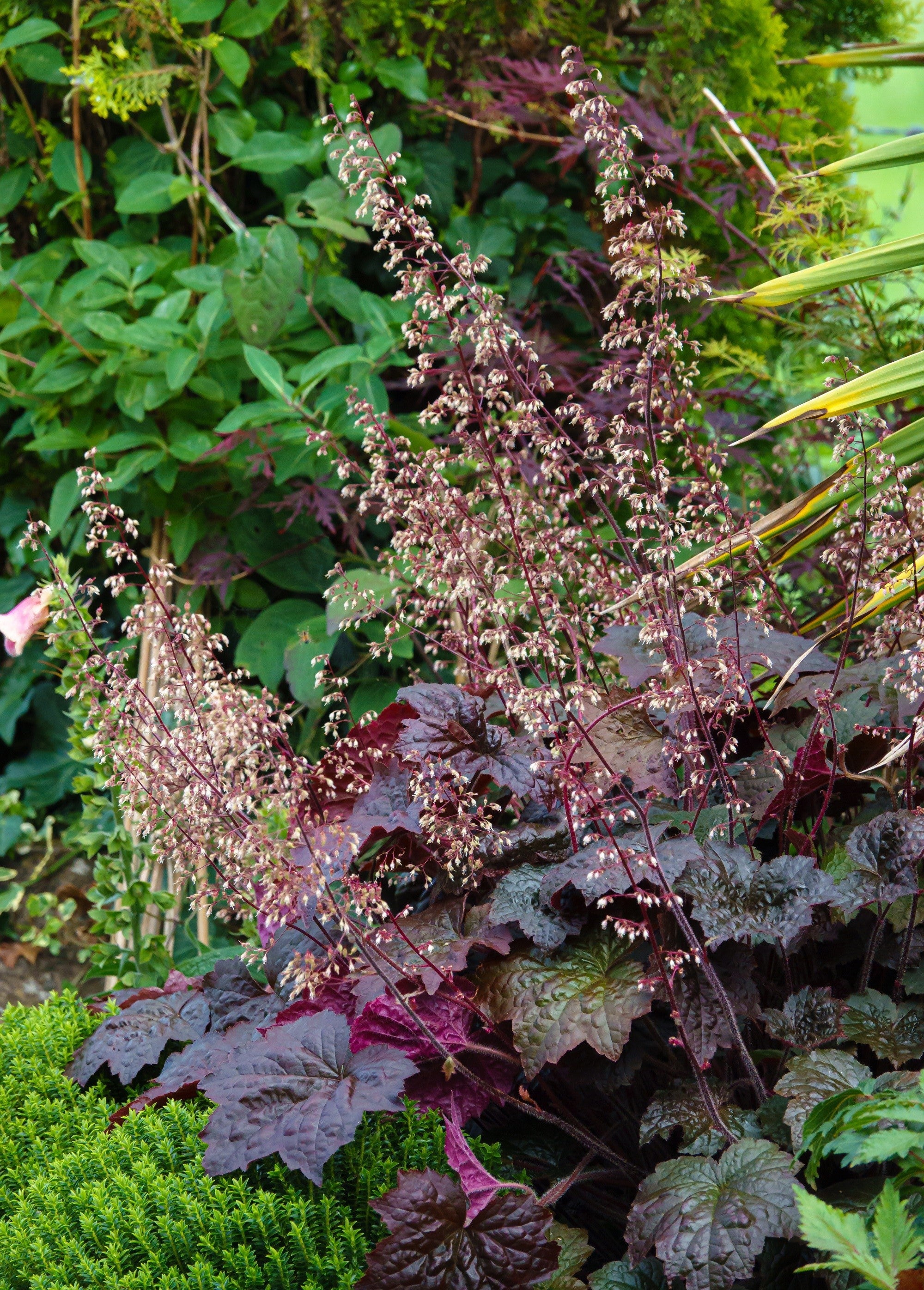 Palace Purple Heuchera Seeds