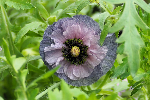 Amazing Grey Poppy Seeds - Certified Organic