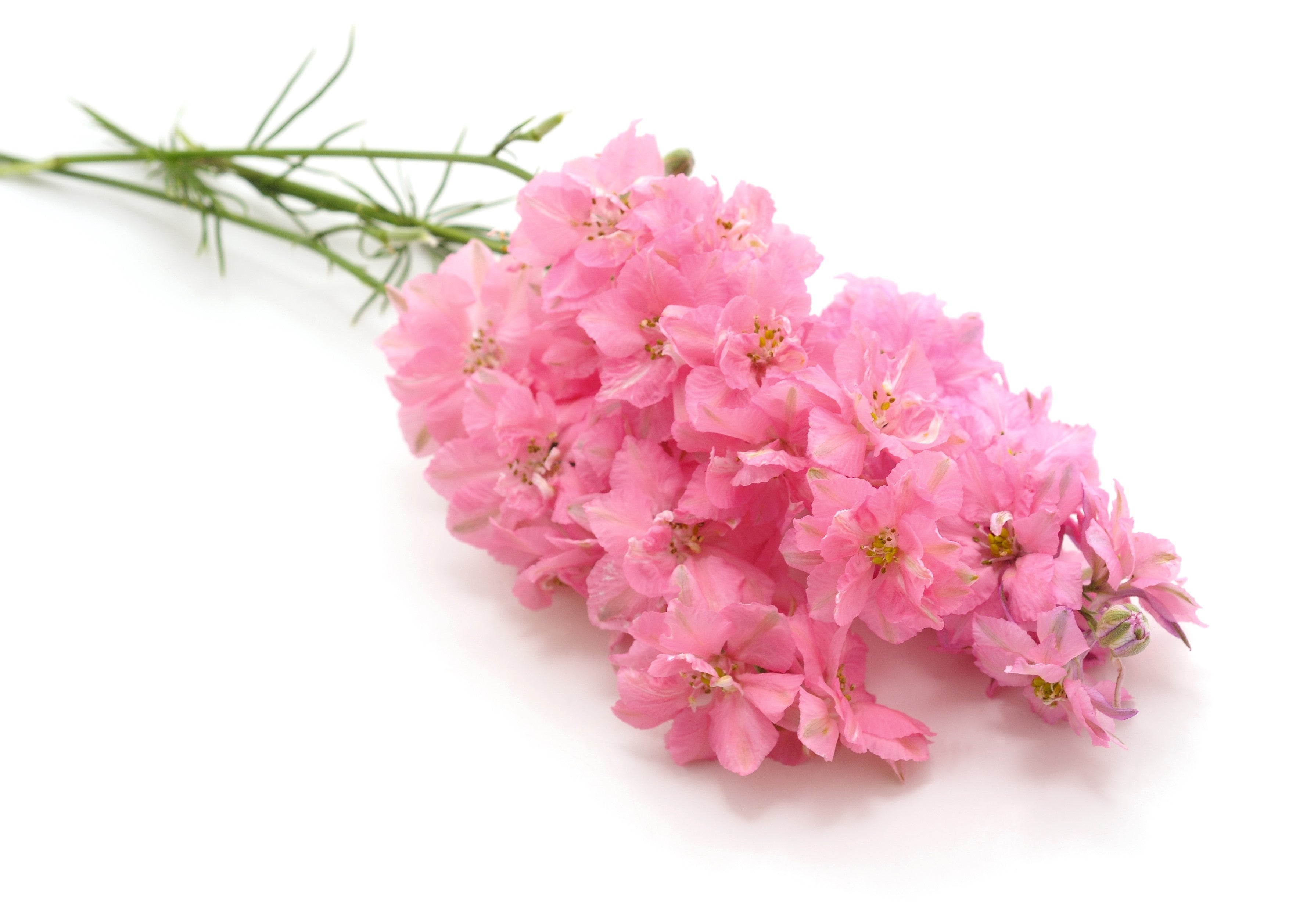 Pink Perfection Larkspur Seeds