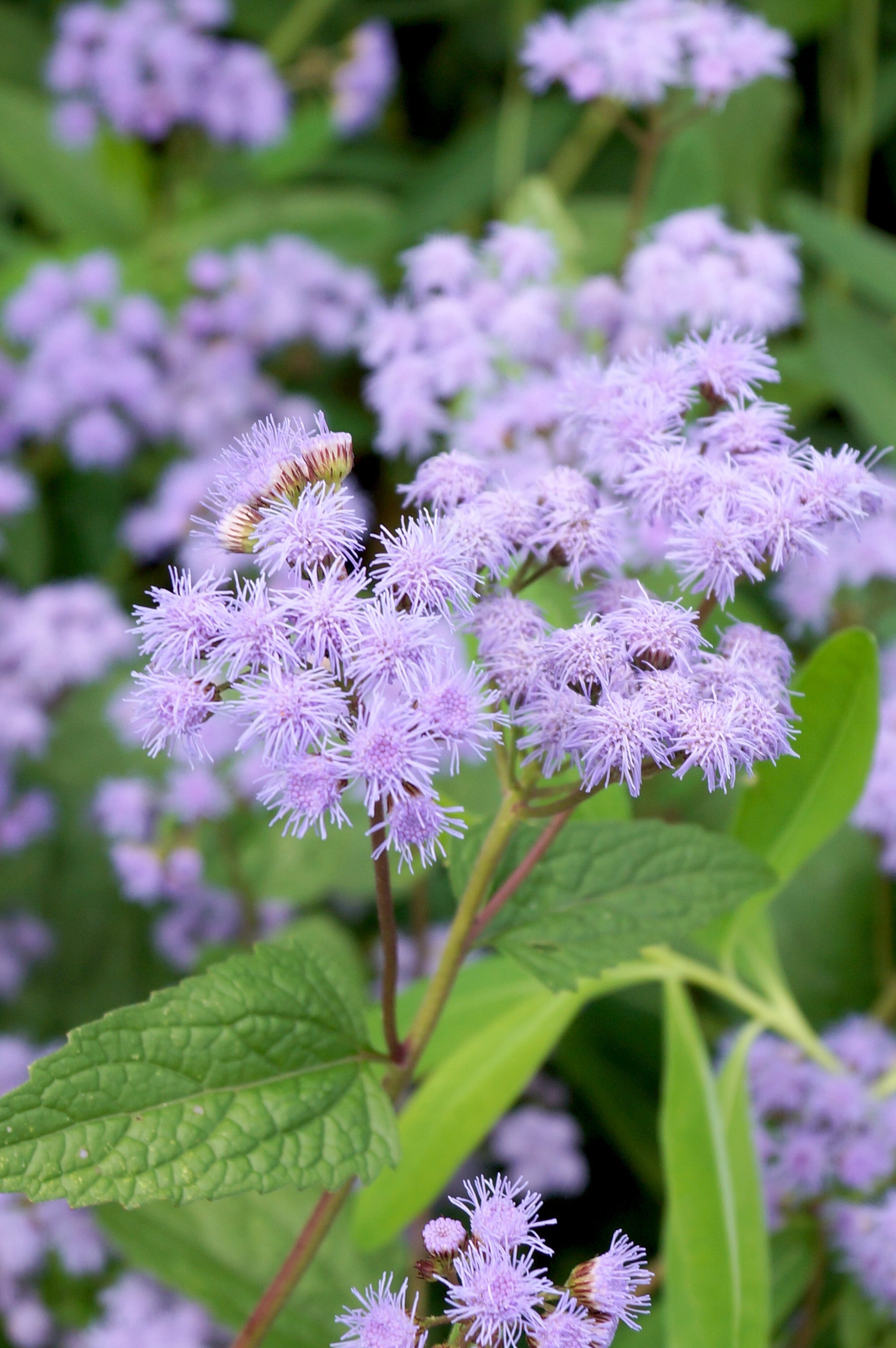Mistflower Seeds
