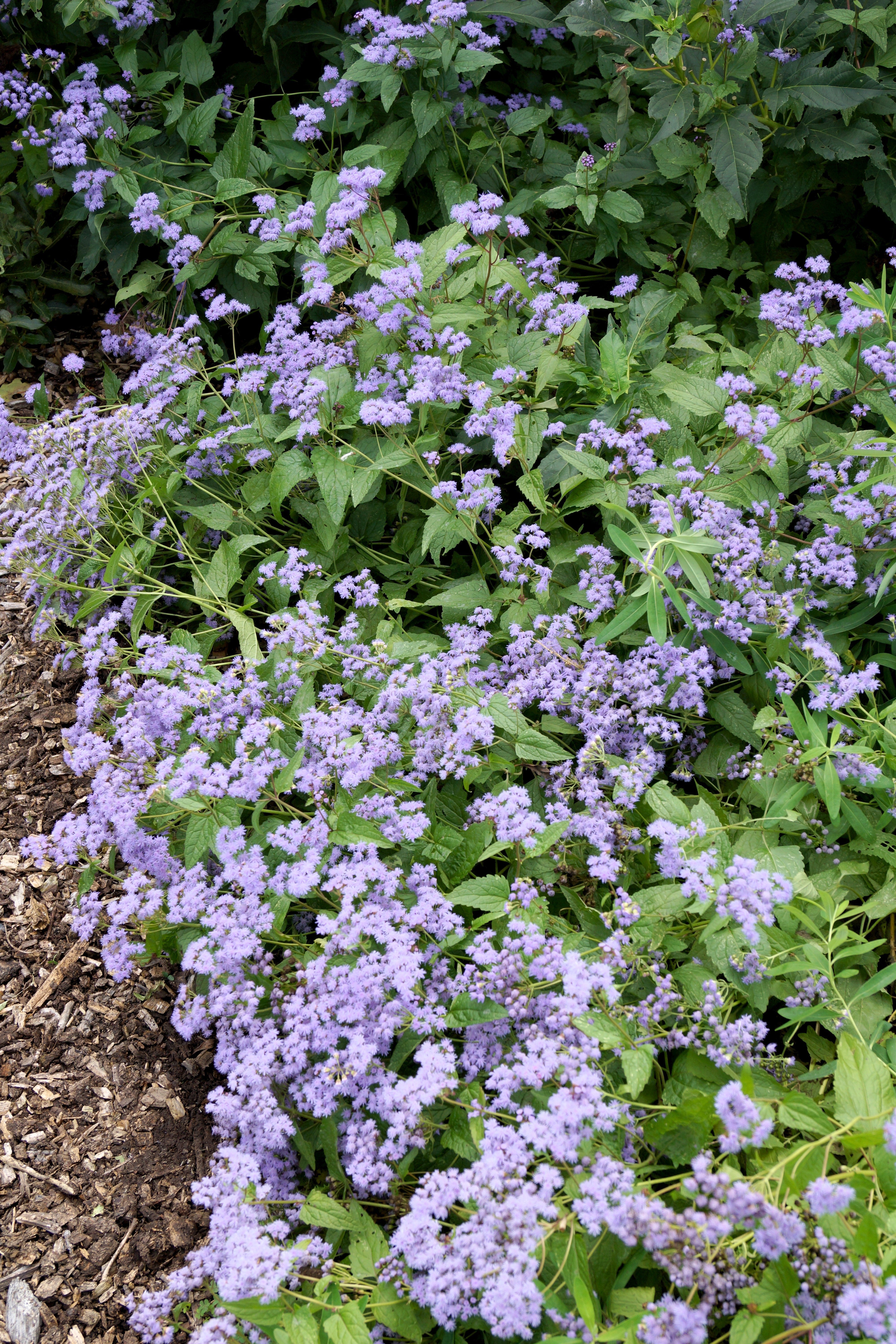 Mistflower Seeds