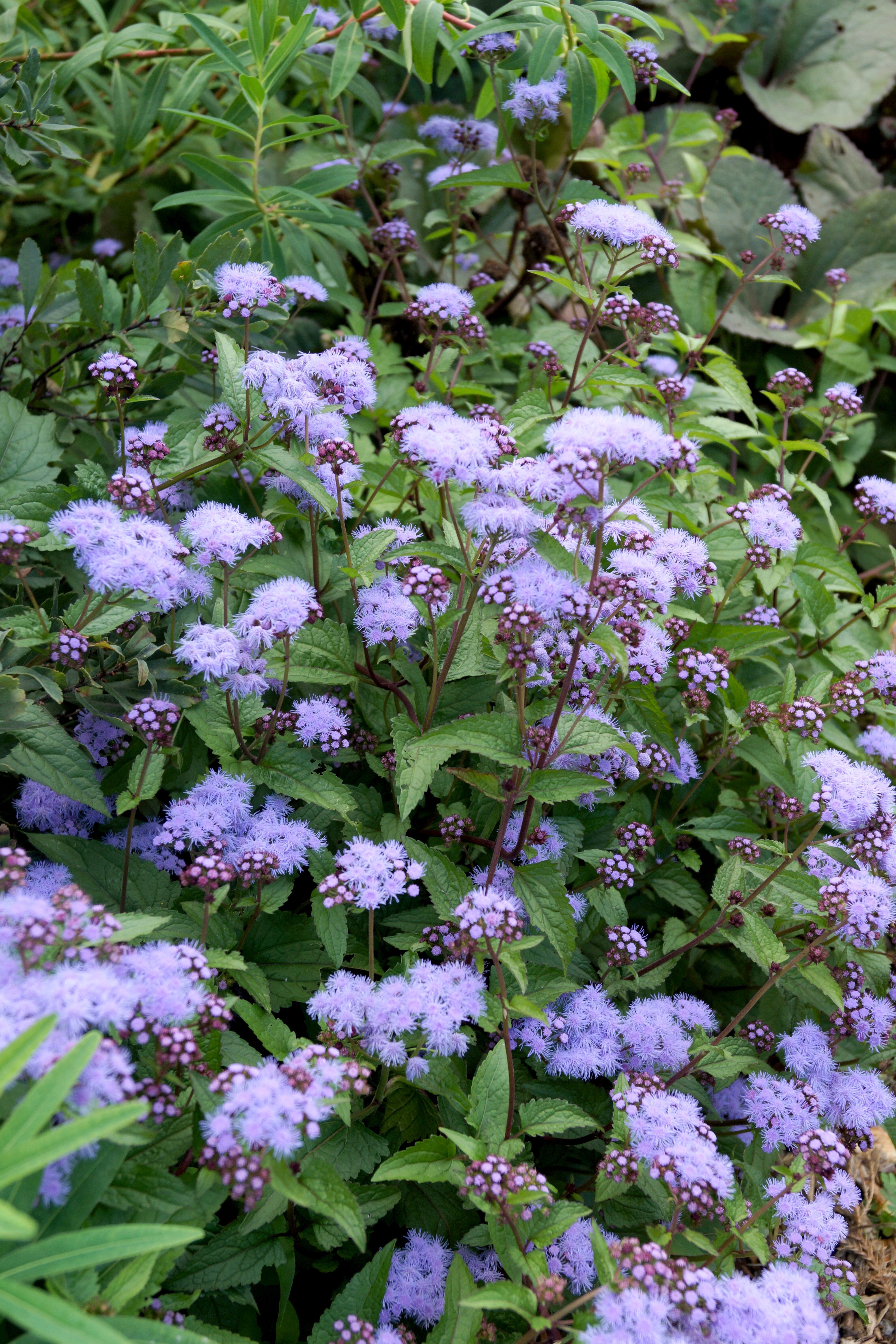 Mistflower Seeds