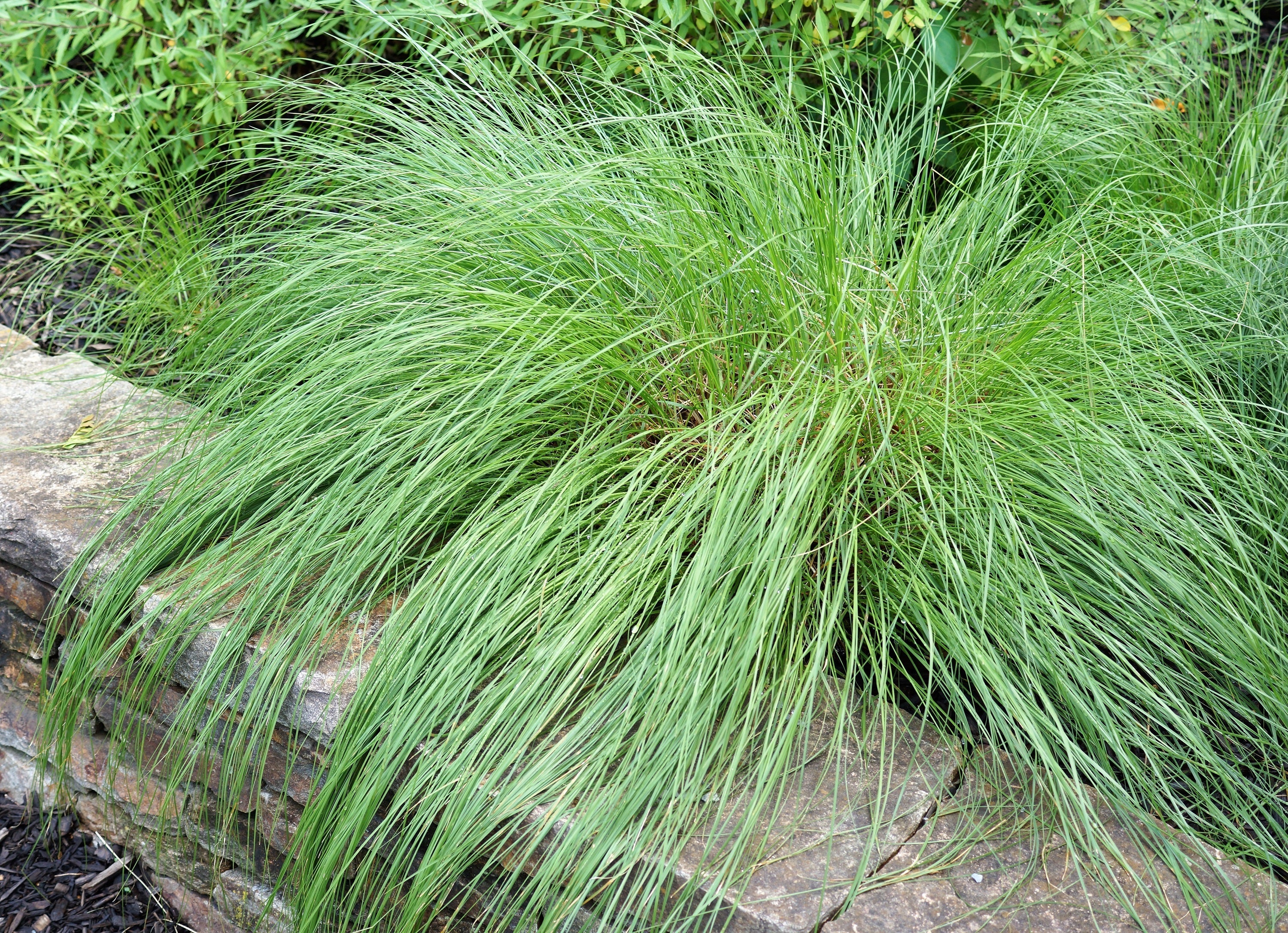 Prairie Dropseed Grass Seeds