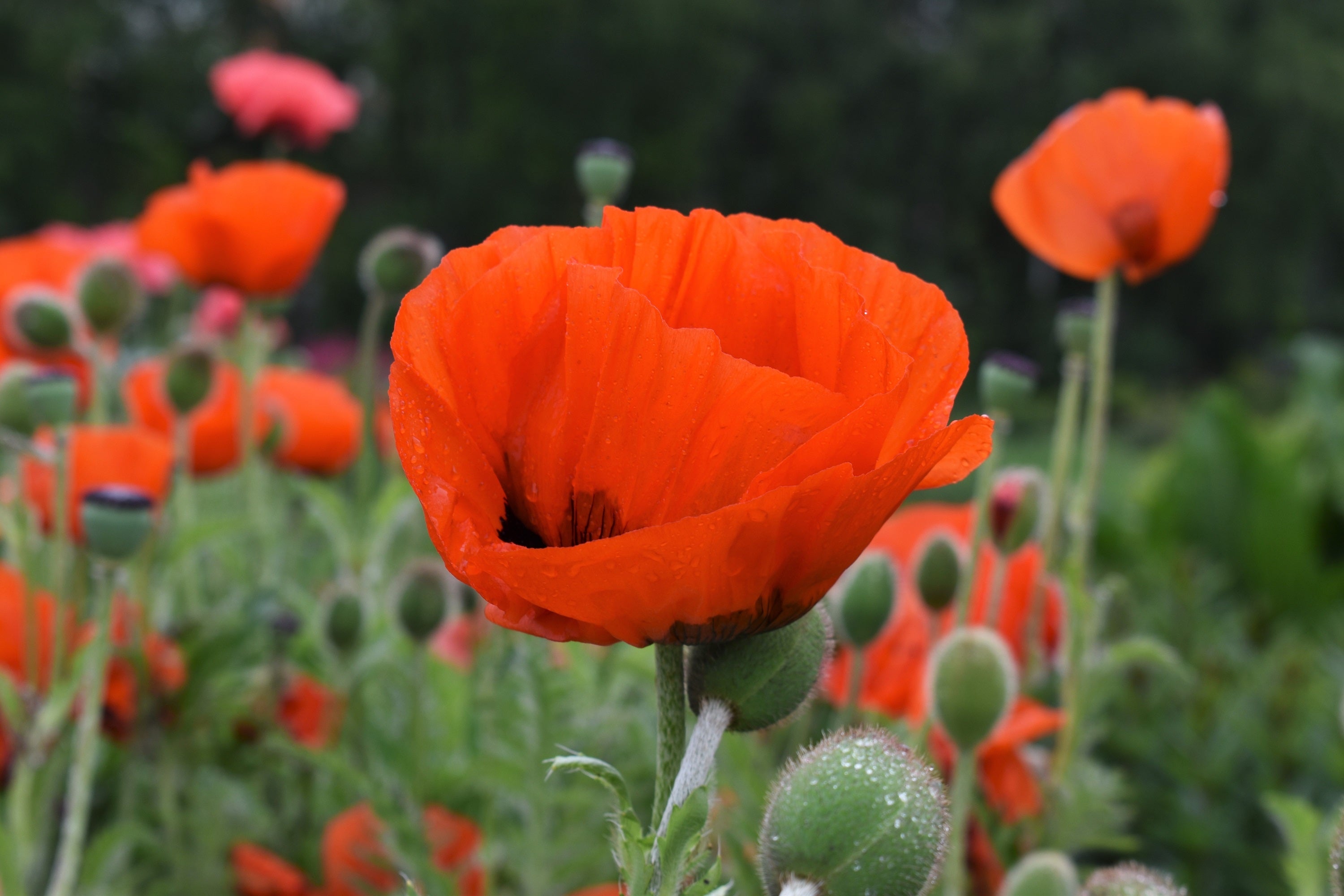 Prince of Orange Oriental Poppy Seeds