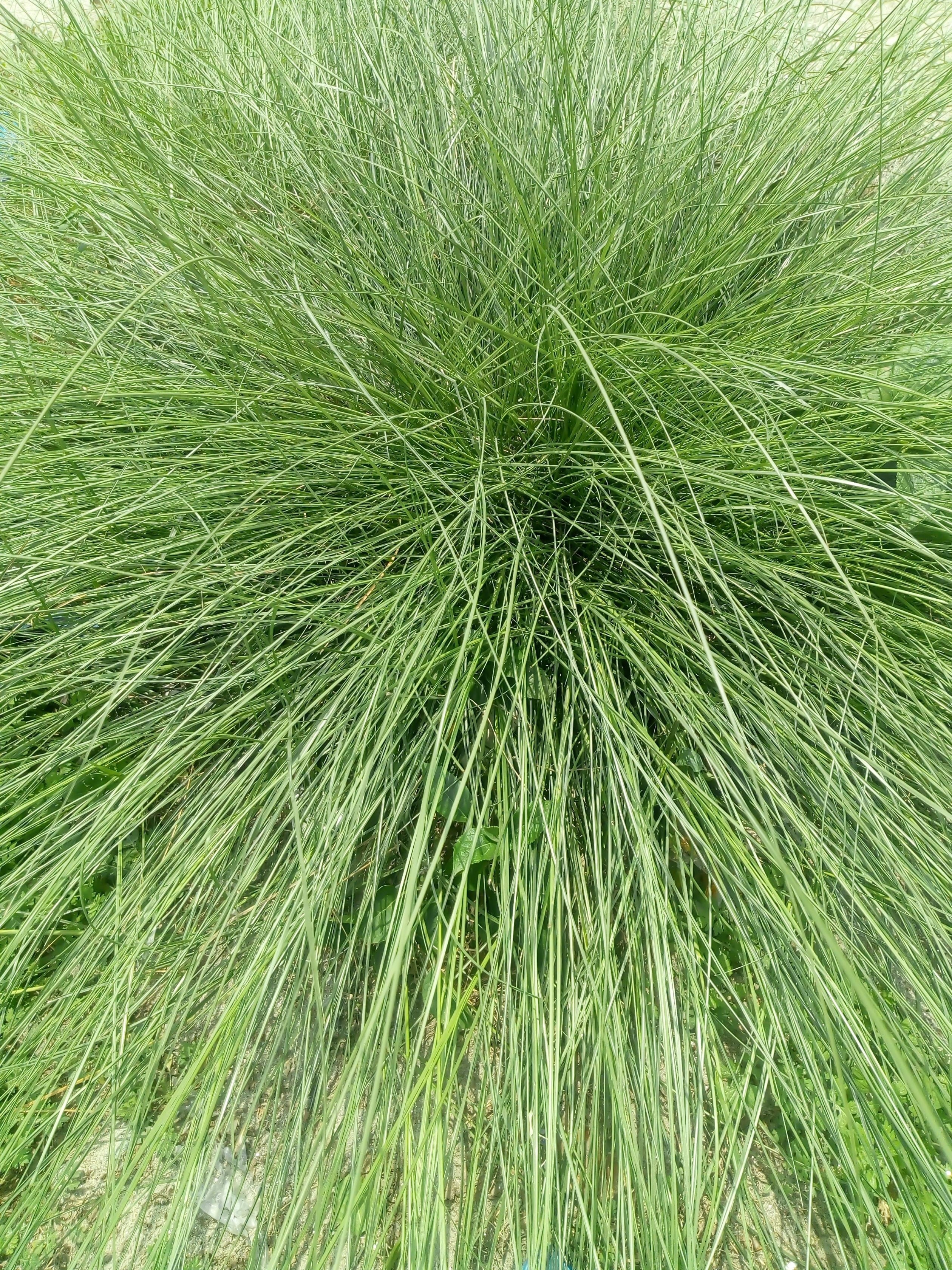 Prairie Dropseed Grass Seeds