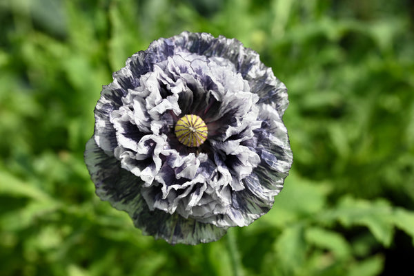 Amazing Grey Poppy Seeds - Certified Organic
