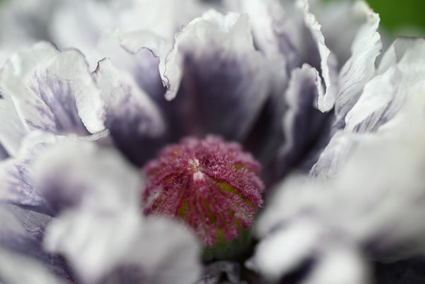 Amazing Grey Poppy Seeds - Certified Organic