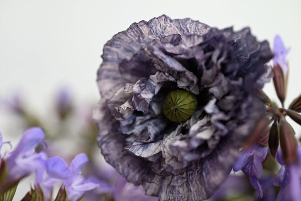Amazing Grey Poppy Seeds - Certified Organic
