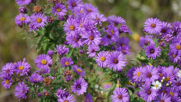 Purple New England Aster Seeds