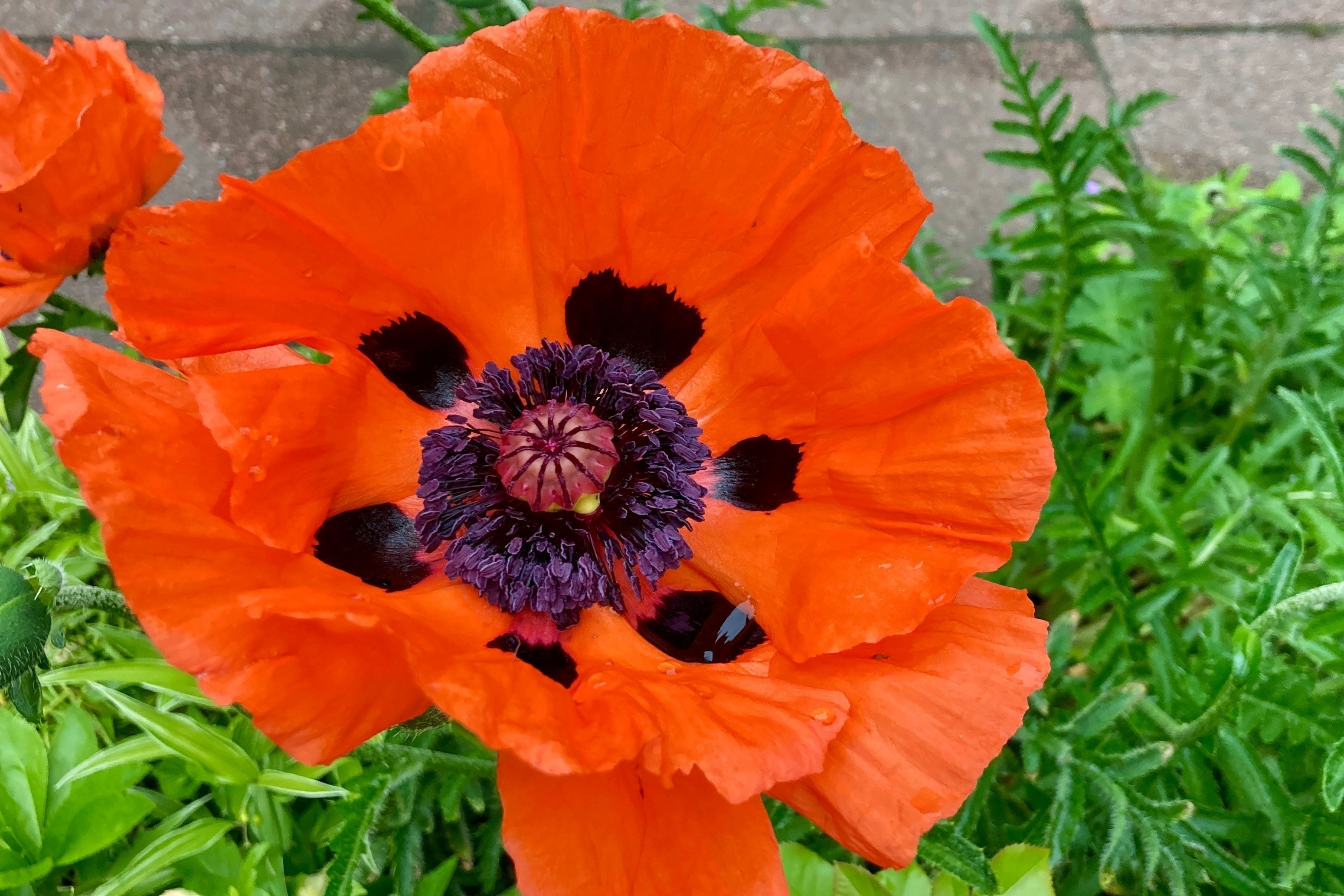 Oriental Red Mix Poppy Seeds